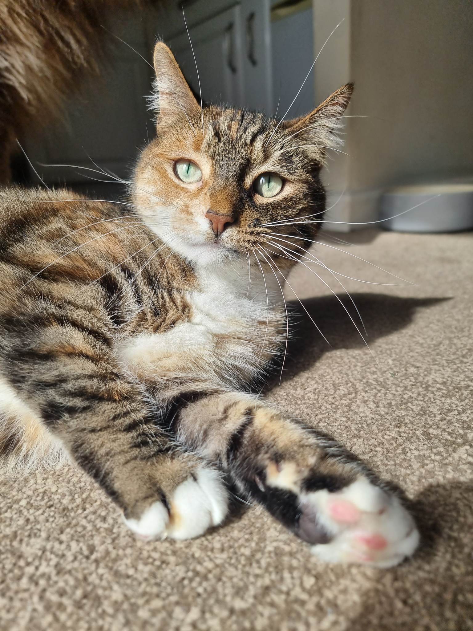 Whiskers and toe beans | Scrolller