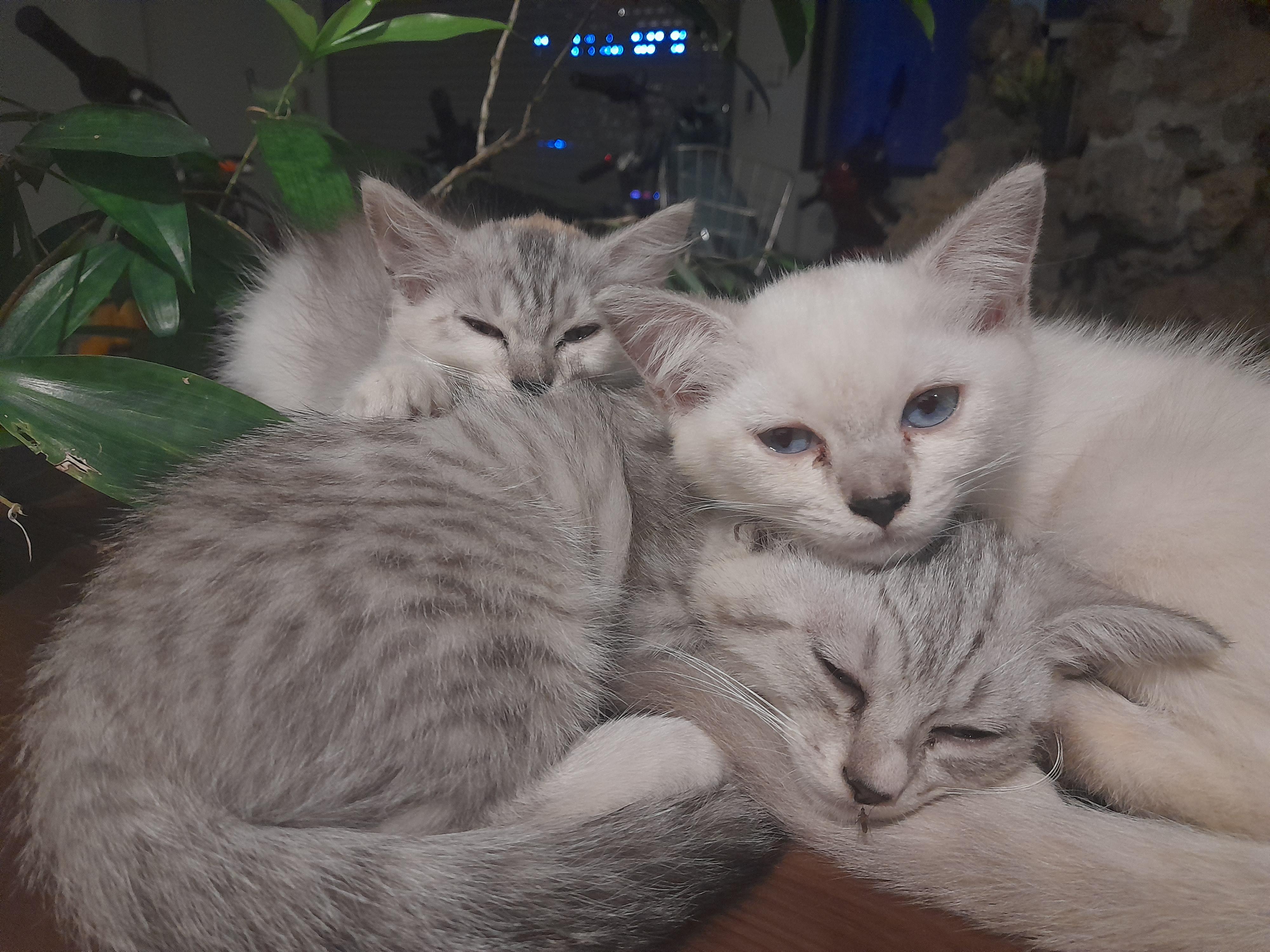 Sleepover!!! (OC) | Scrolller