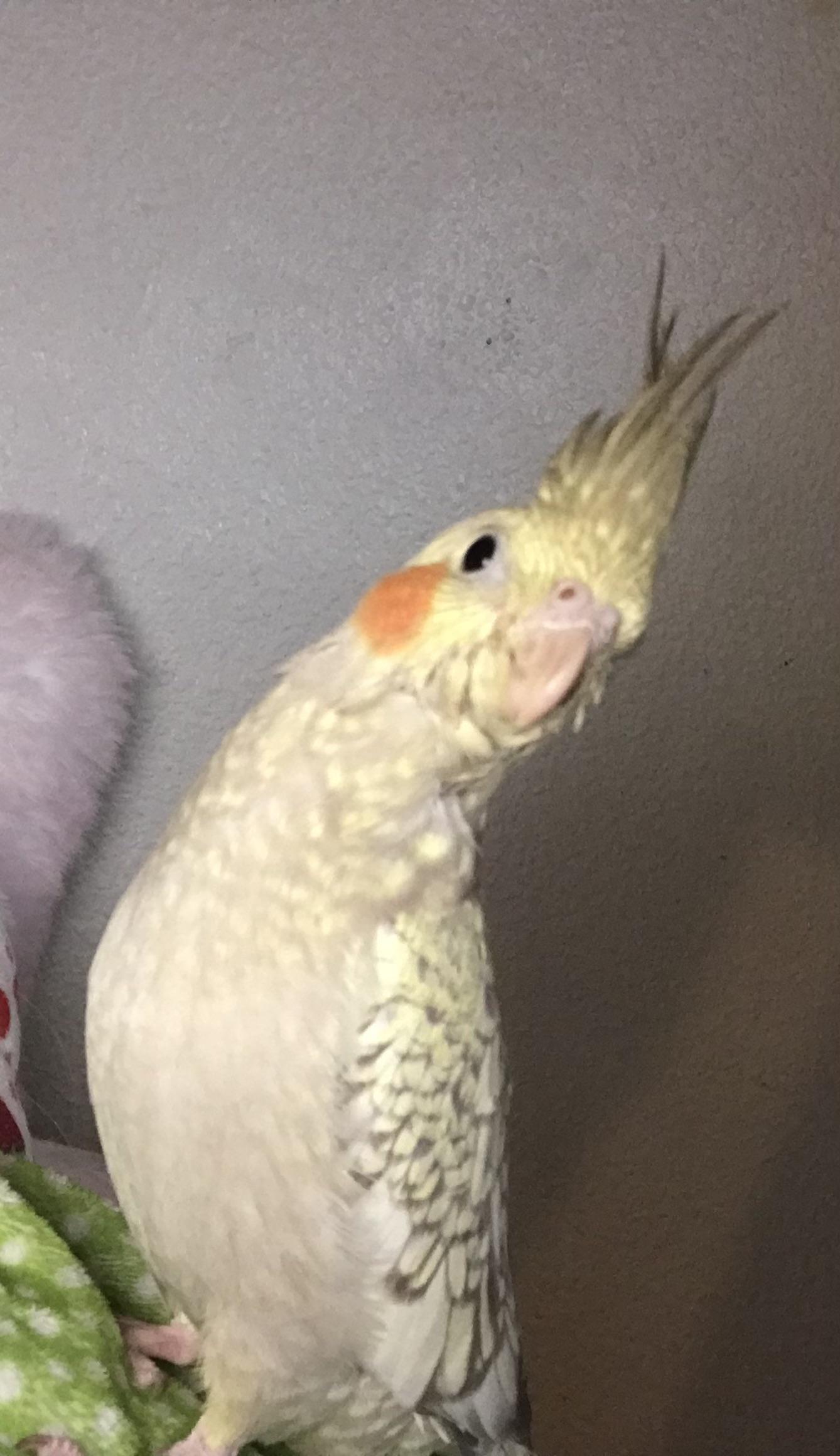 Butters posing for a picture :> | Scrolller