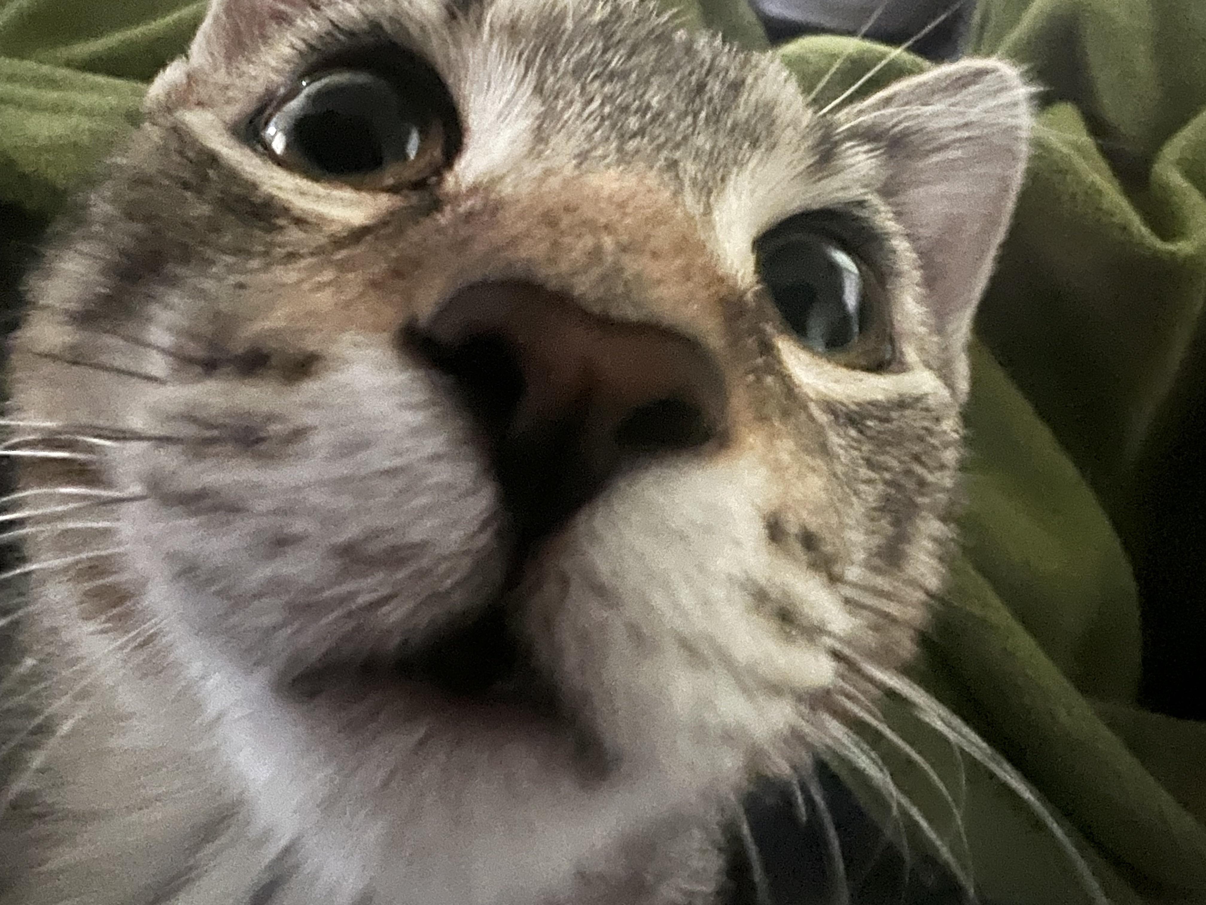 cute gato strikes again | Scrolller