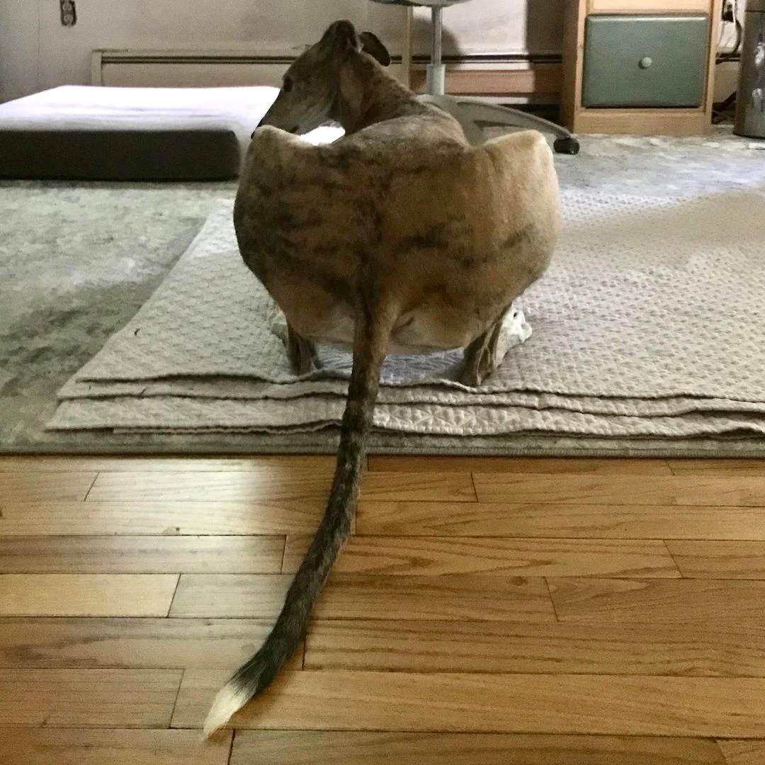 The Famous Greyhound Hover Butt | Scrolller