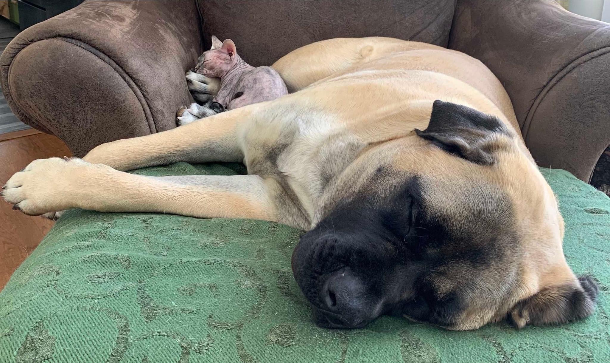 My uncles pets. Notice Chilly and her head resting on Ninas paw. 🥺 | Scrolller