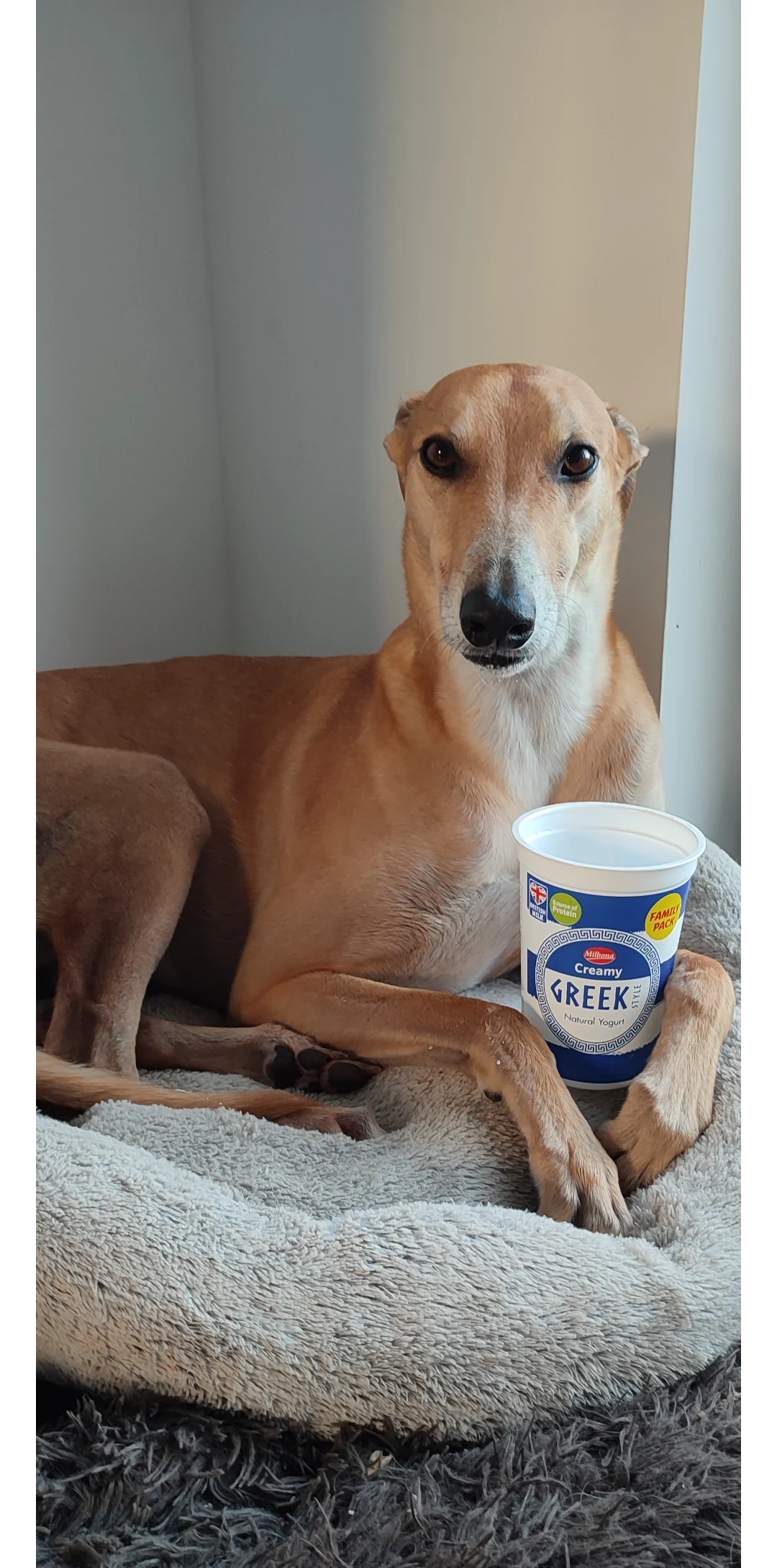 Noble man | Scrolller