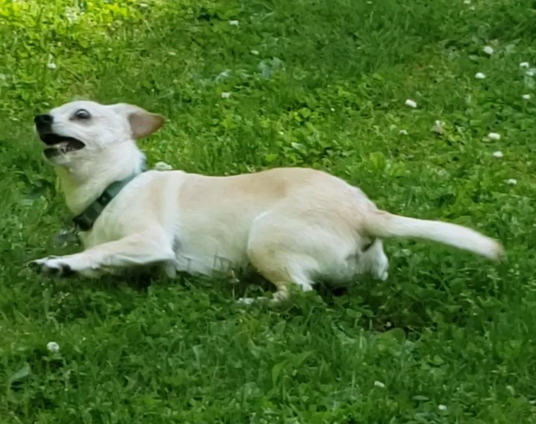 One of my hobbies is taking still frame images from videos of Izzie rolling around in the grass ...