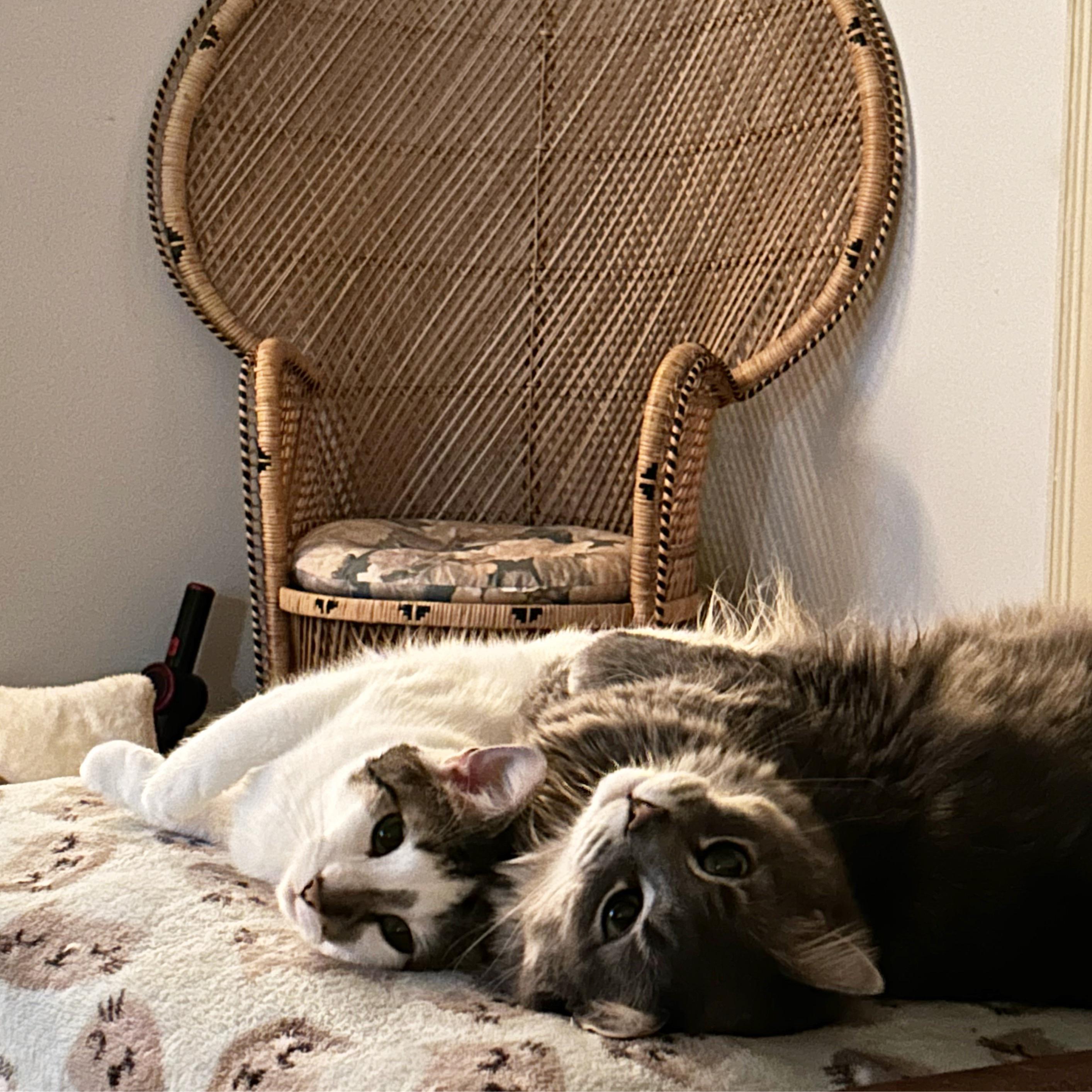 Discover more like Aww: (OC) 🥰 and Related Content | Scrolller