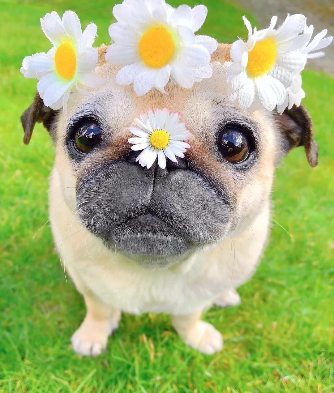 Oopsie daisy, where did my nose go? 🌼 | Scrolller