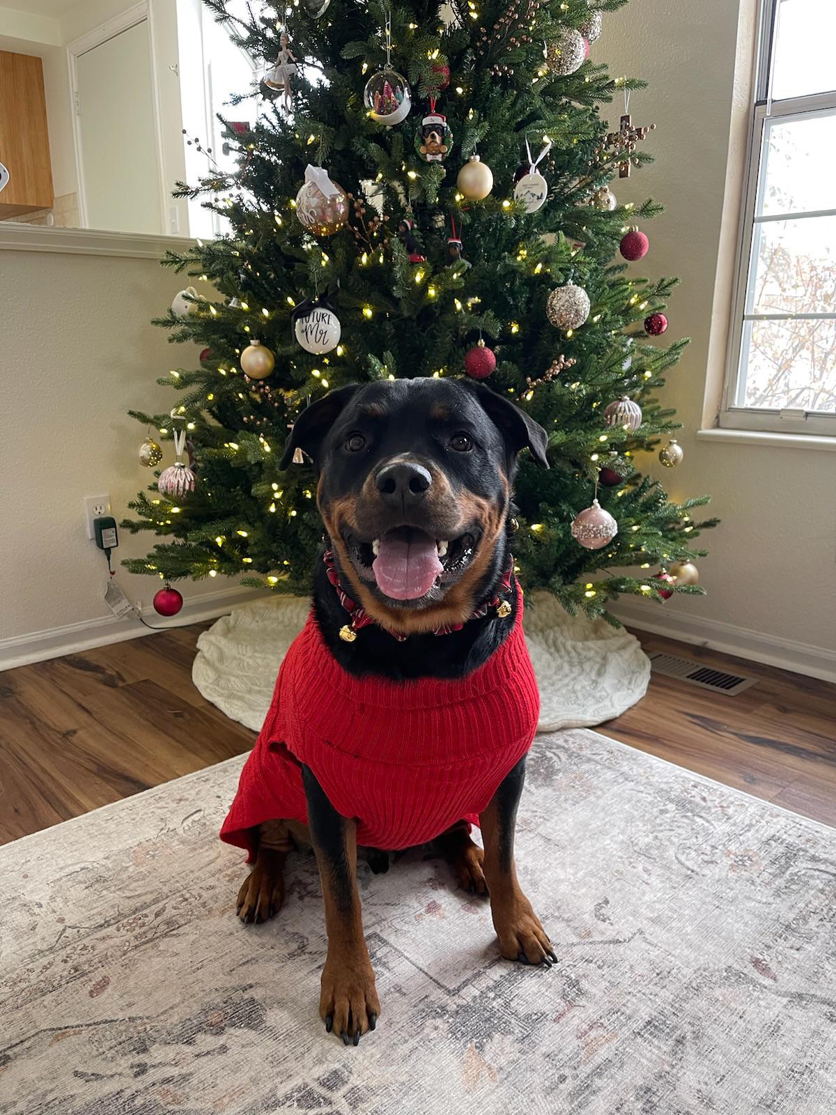 Merry Christmas from Bo! | Scrolller