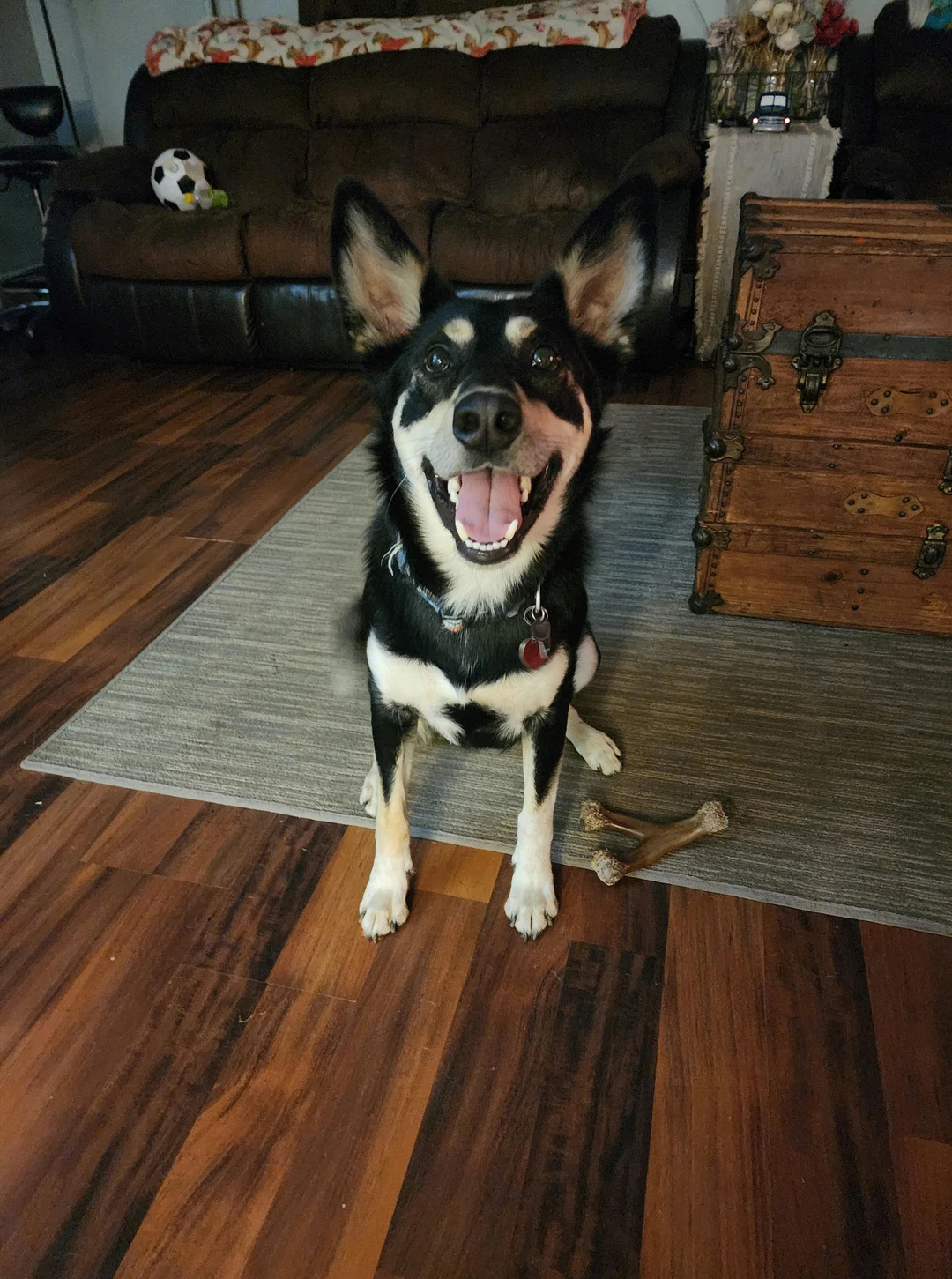 Dry paw pads? | Scrolller