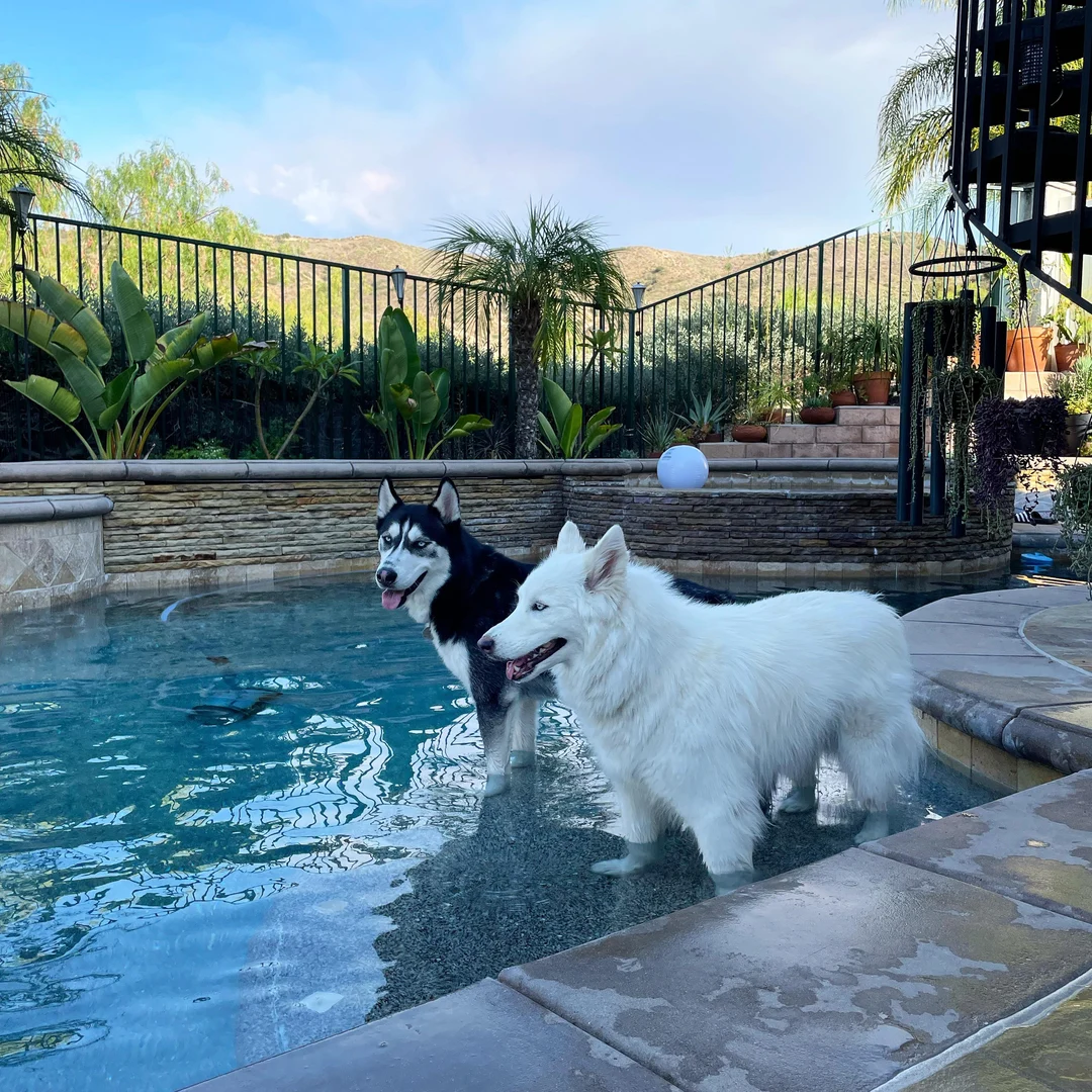 Huskies in the pool! | Scrolller