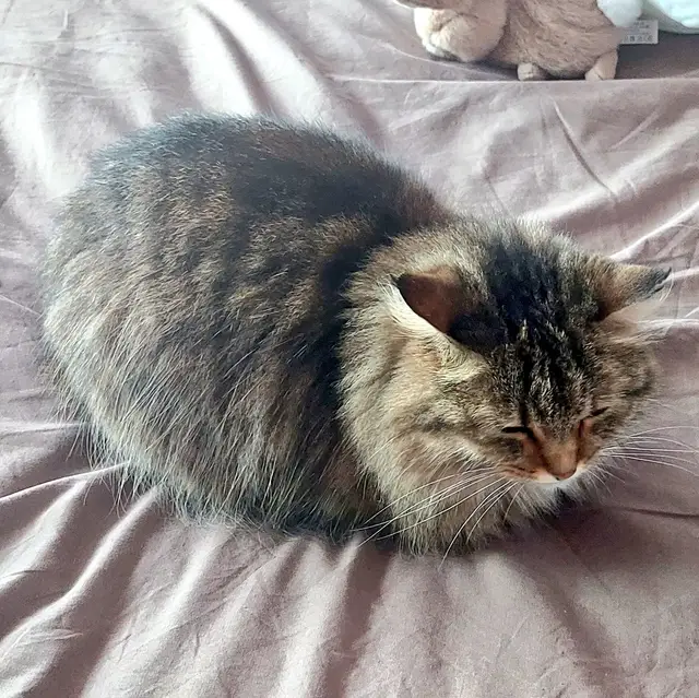 Fluffy loaf | Scrolller