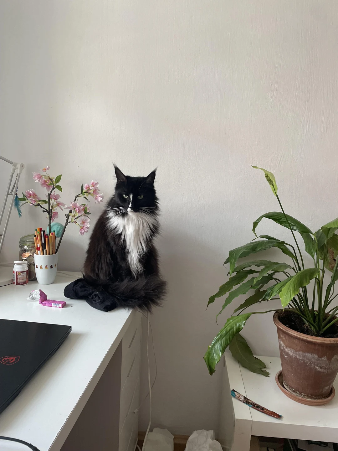 my beloved | Scrolller