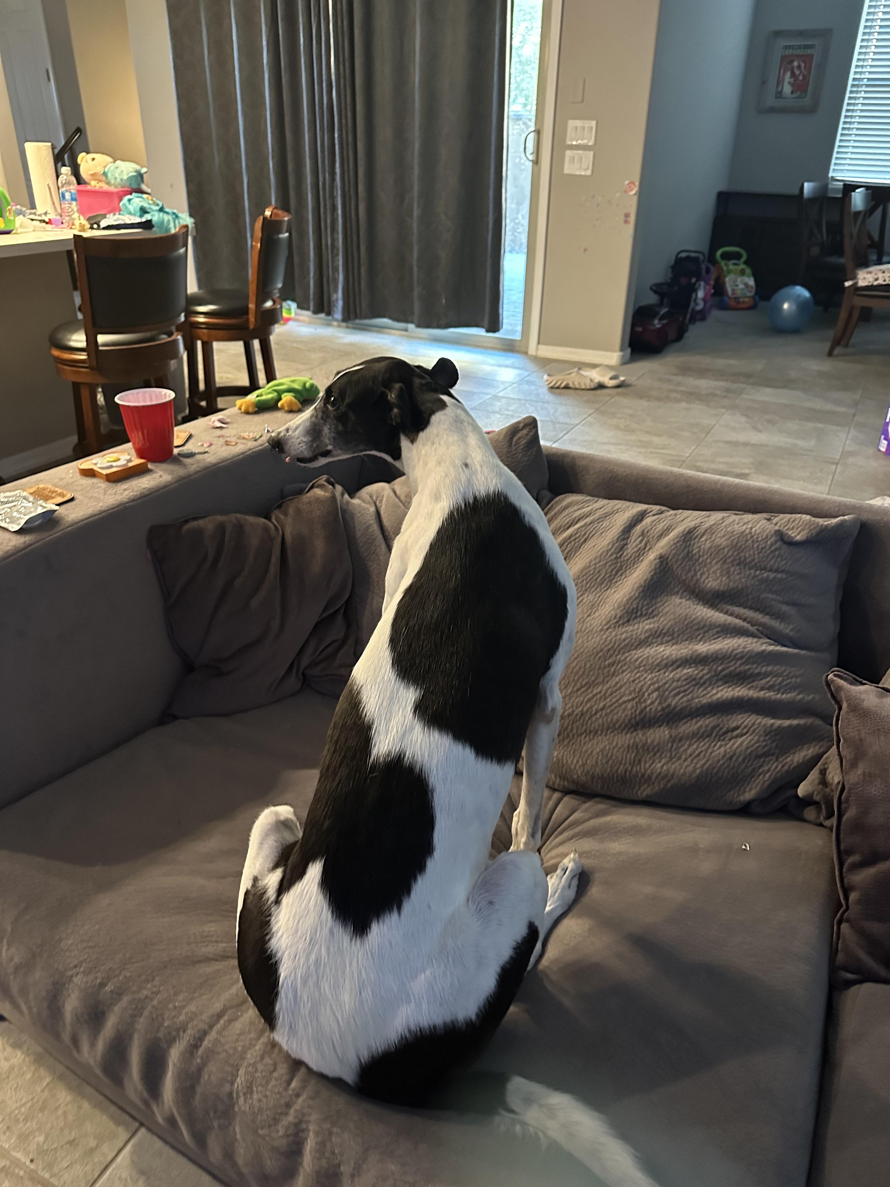 Discover more like Greyhounds: Addie settling in nicely! and Related Content | Scrolller