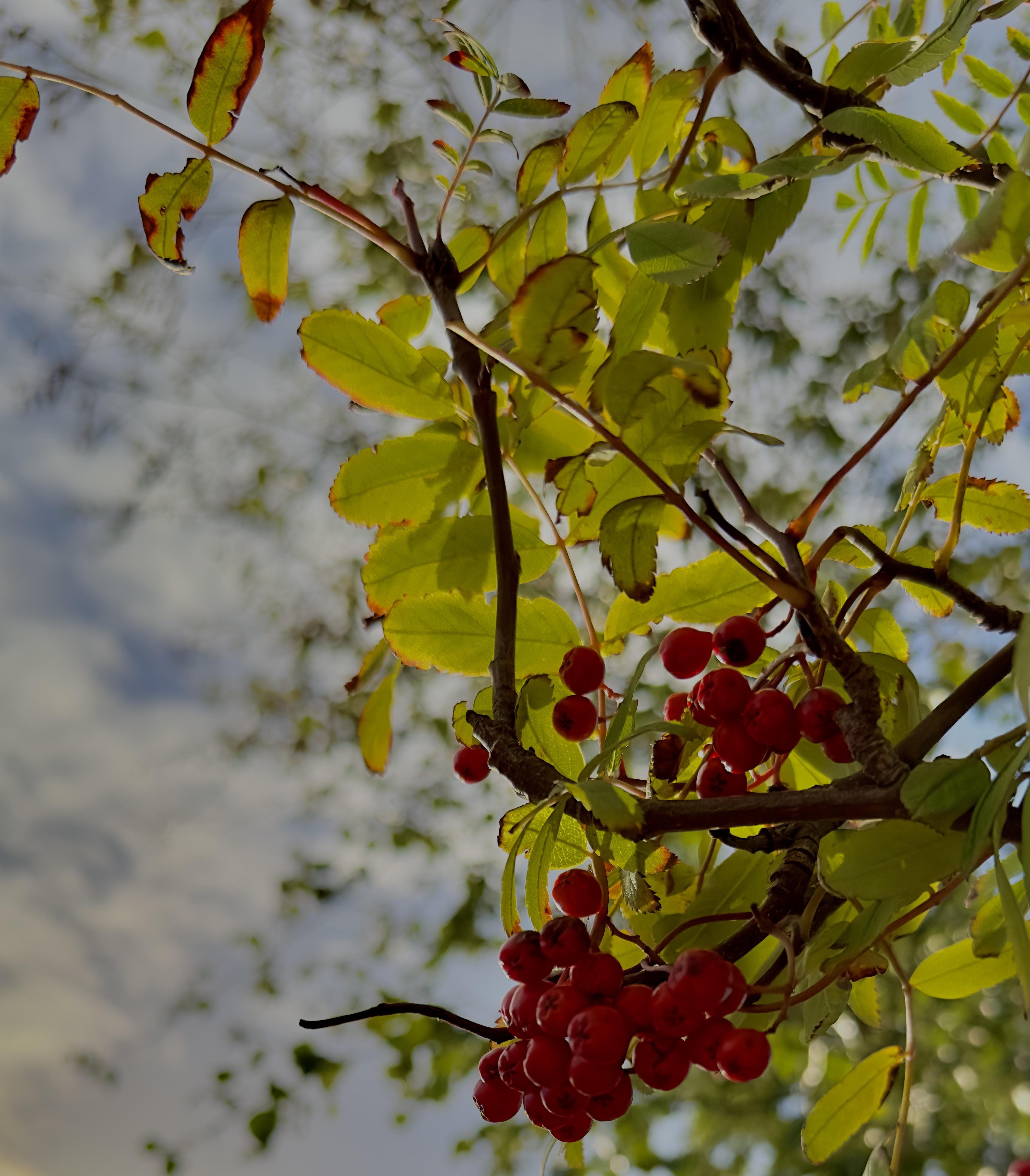 Rowan Tree | Scrolller