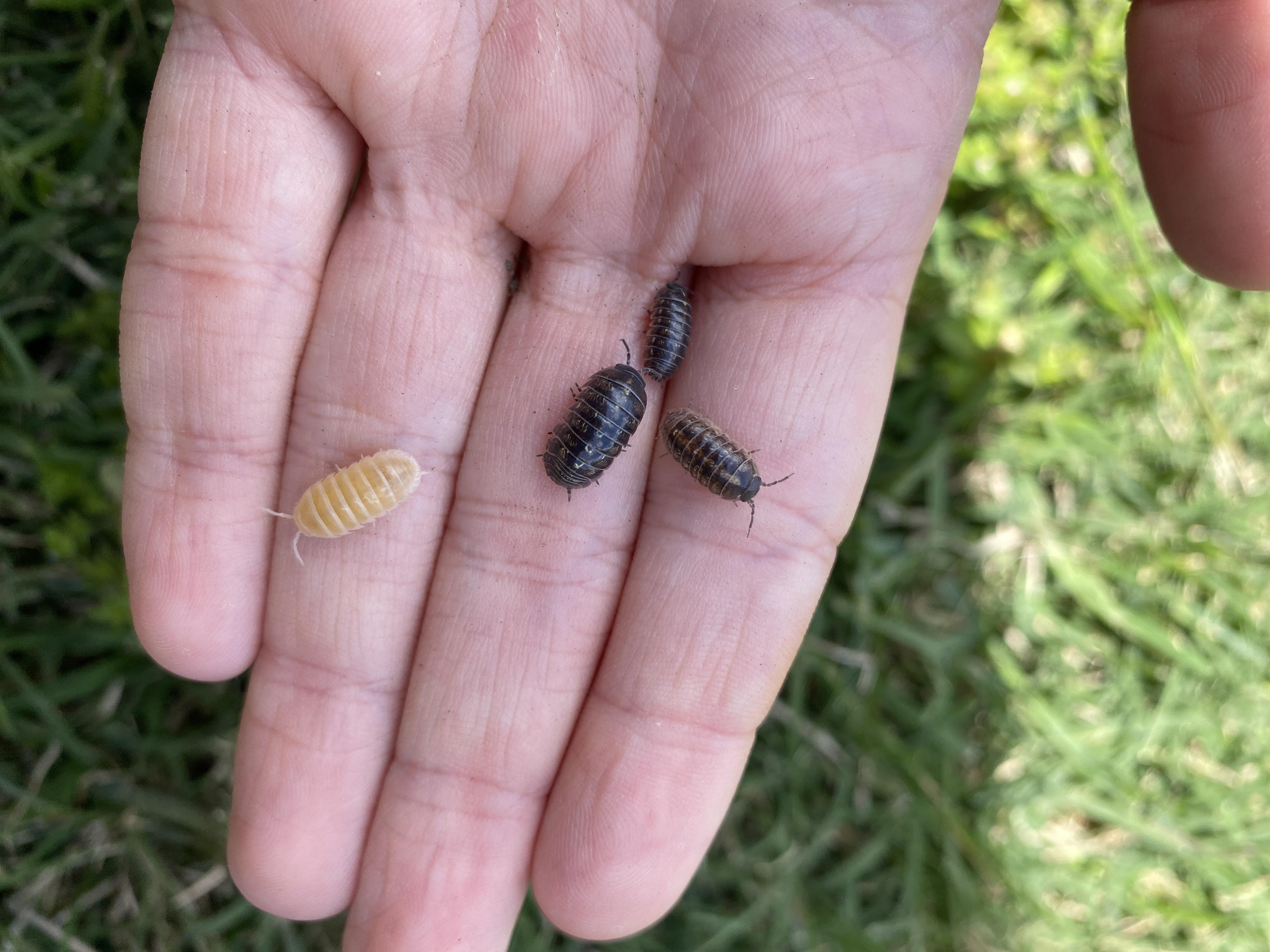 No pigment no problem(when you live underground) | Scrolller