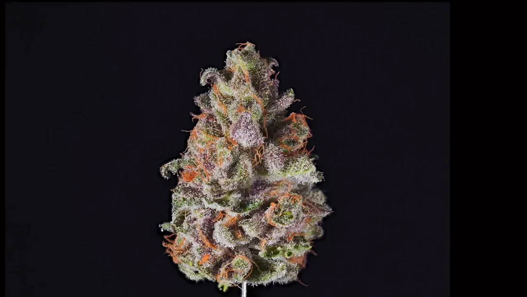 360 degree Nug Porn | Scrolller