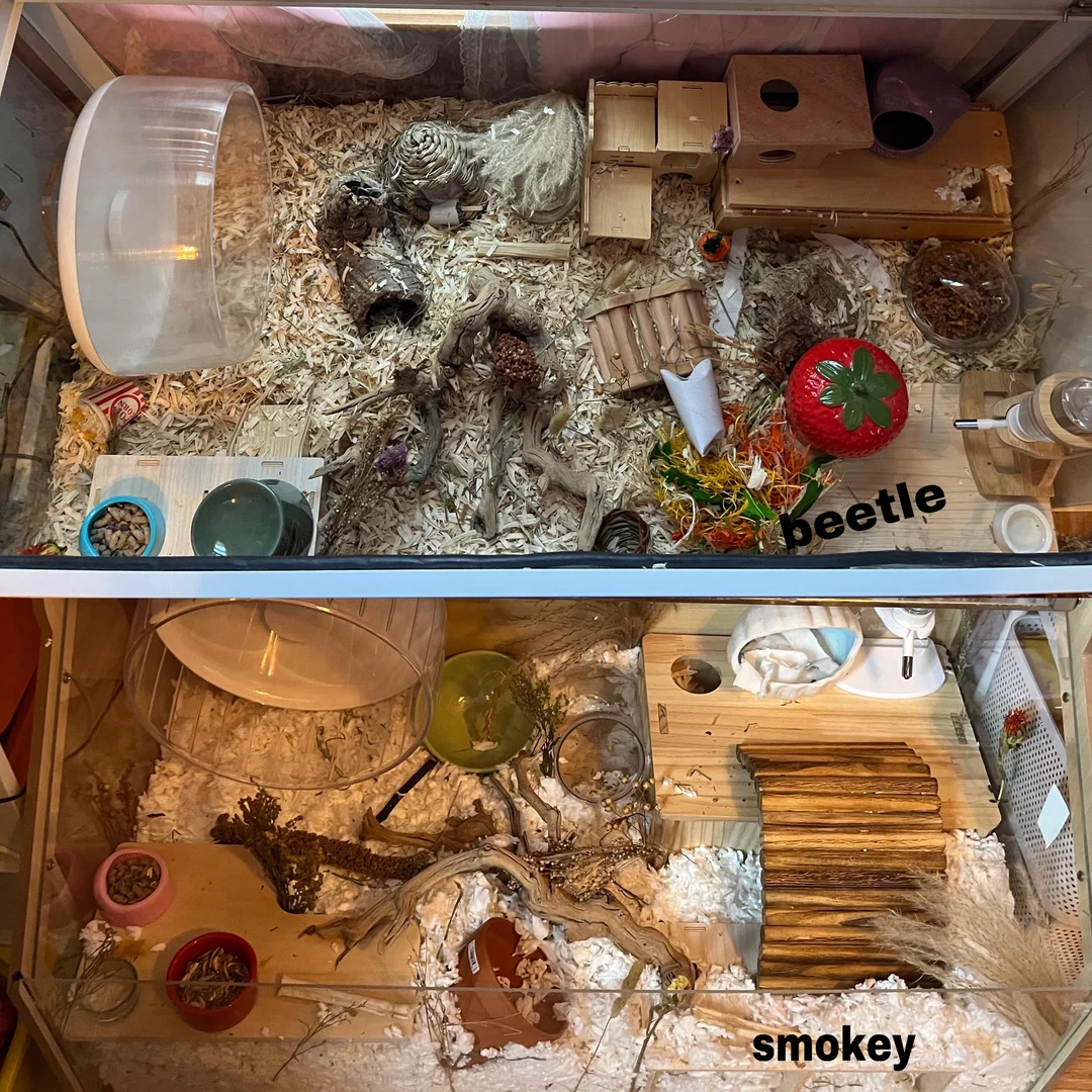 what can i add to my cages ? | Scrolller