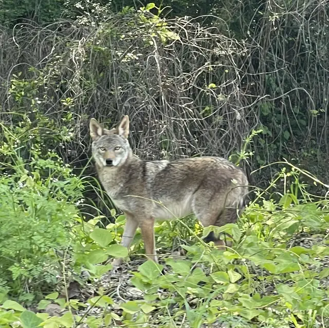 Coyote that Fox 6 reporter saw on Red Mountain | Scrolller