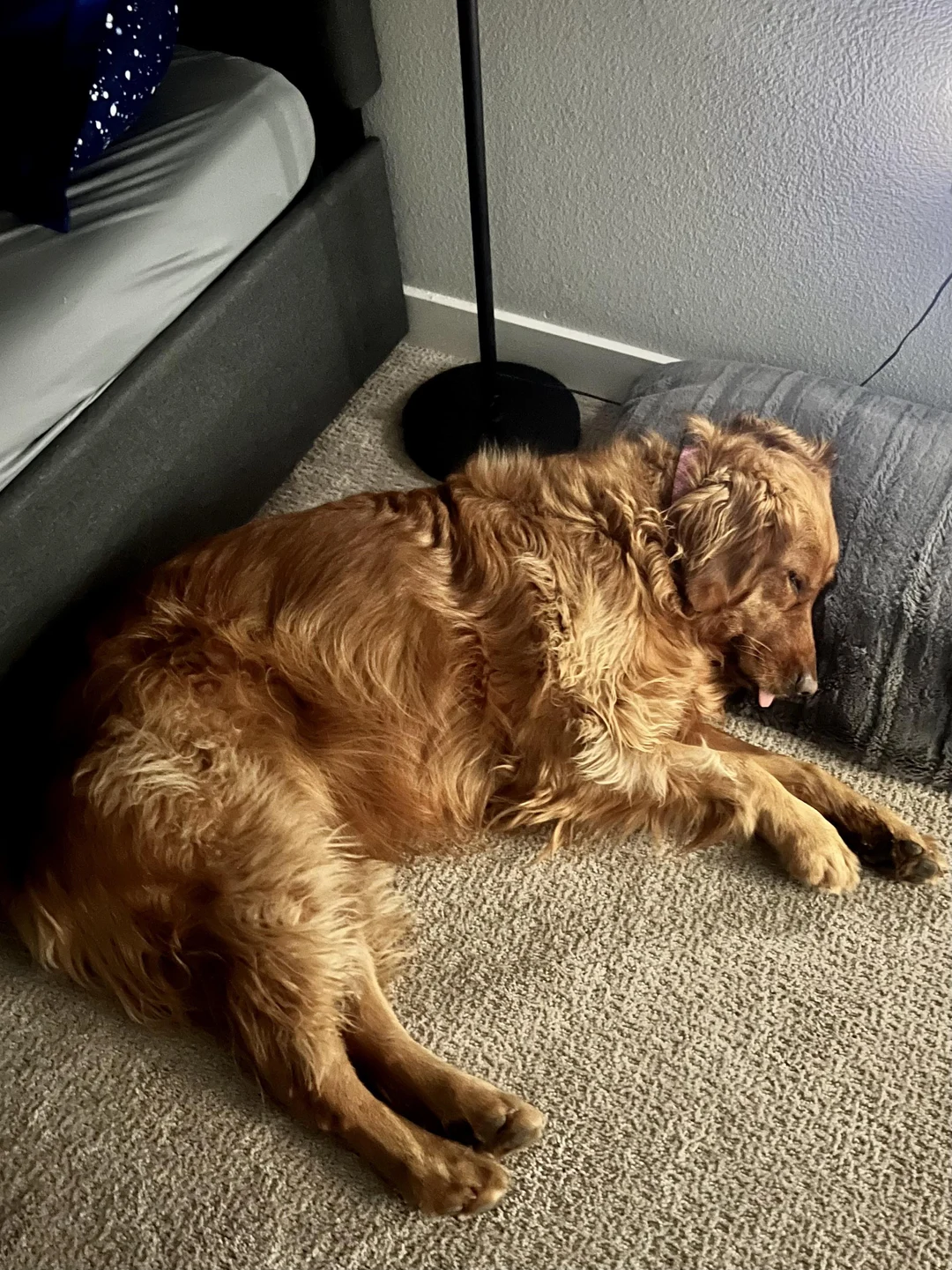 Sleeps on a pillow like a hooman | Scrolller