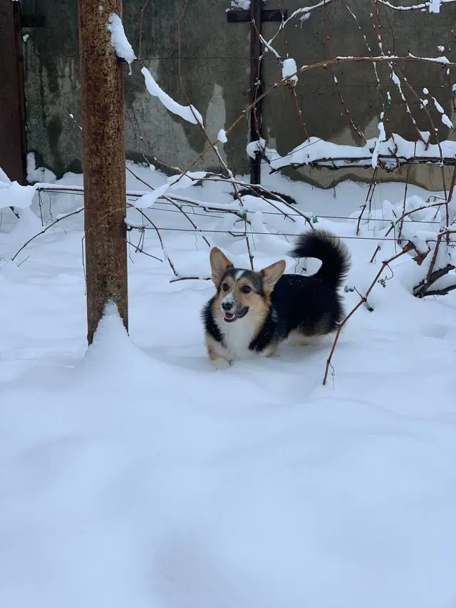 corgi smile 😄🤭 | Scrolller