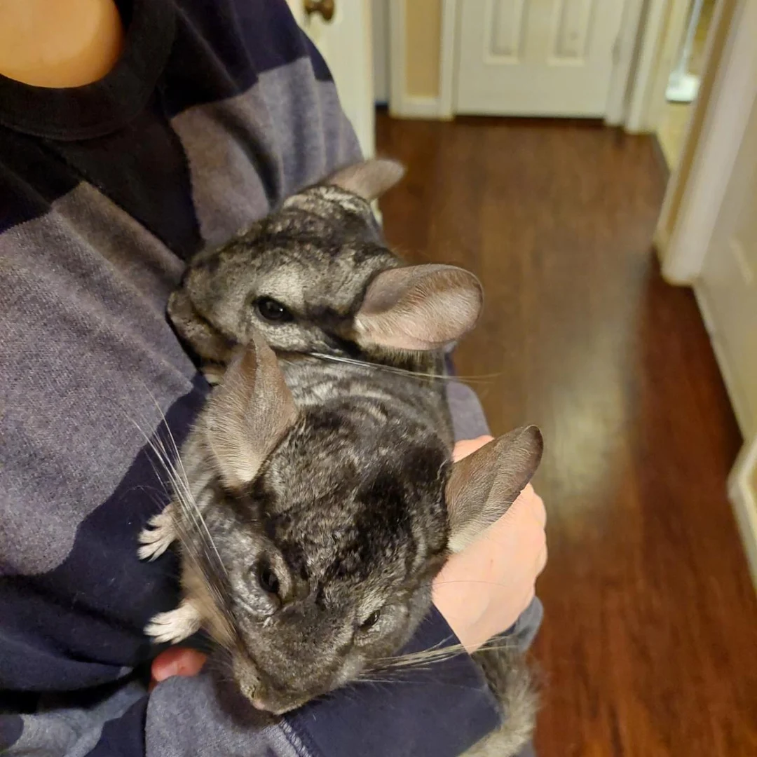 The Twins Scrolller