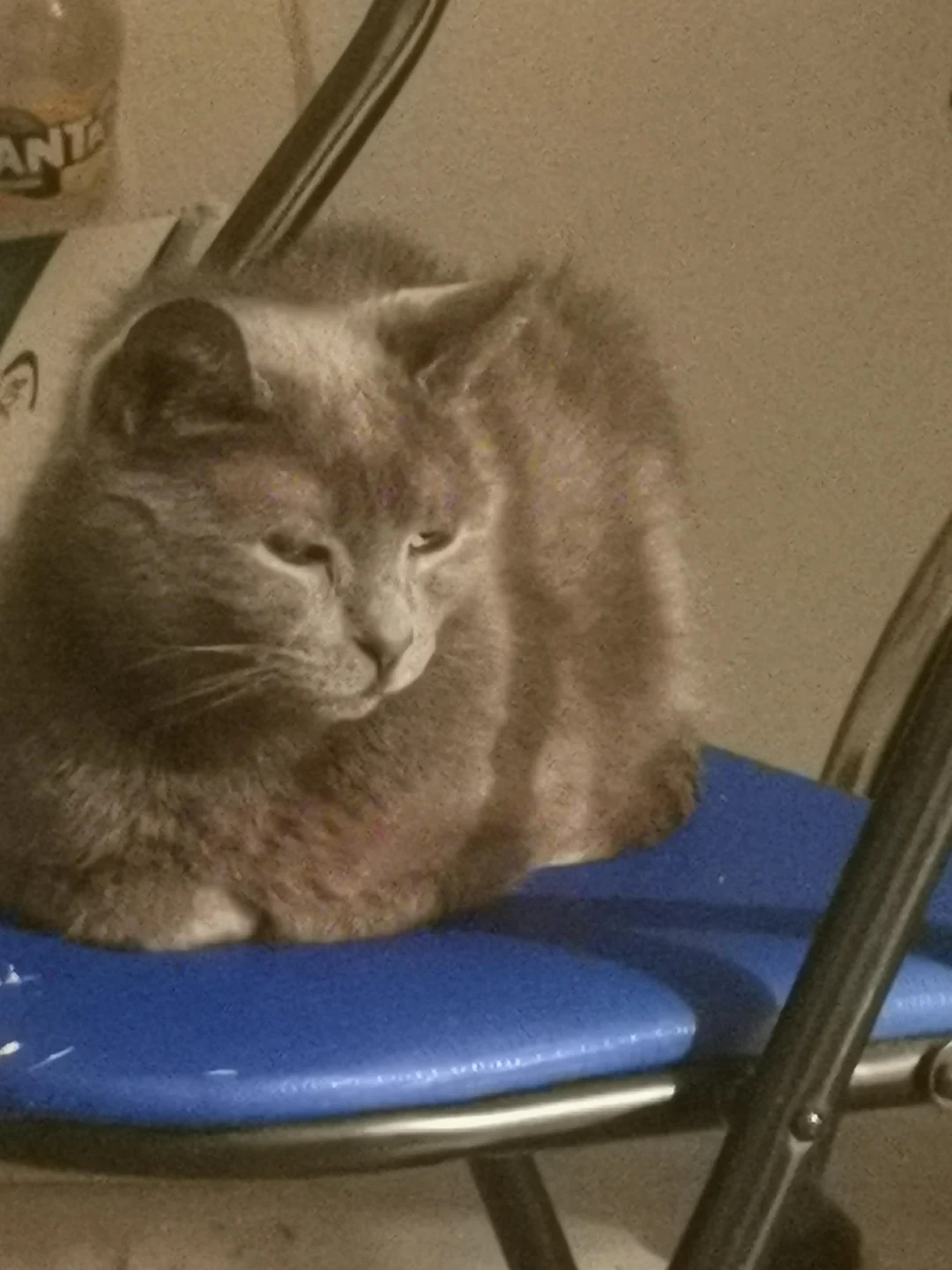 burned cat loaf | Scrolller