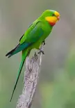 This Cute Superb Parrot 🦜 | Scrolller