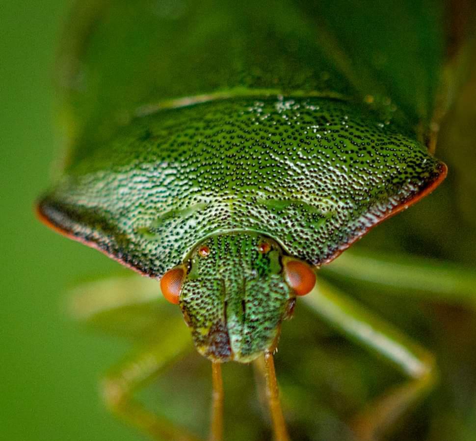 shield bug | Scrolller