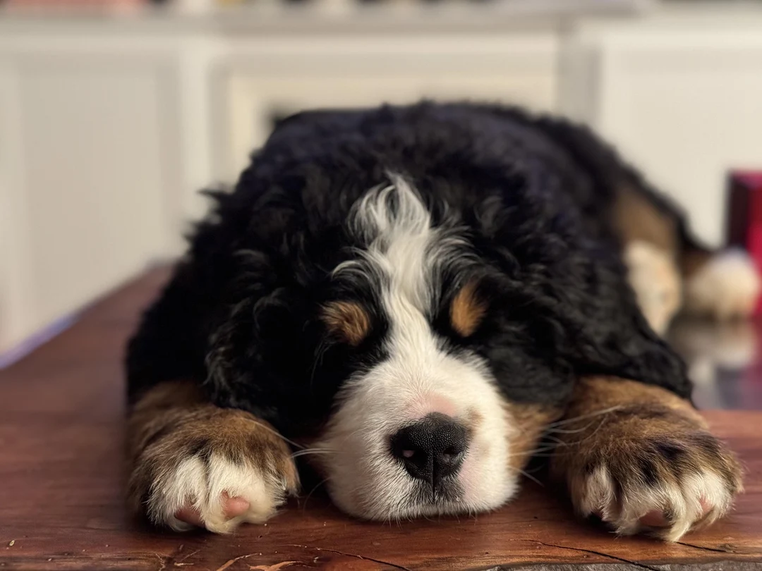 Our new pupper Hugo | Scrolller