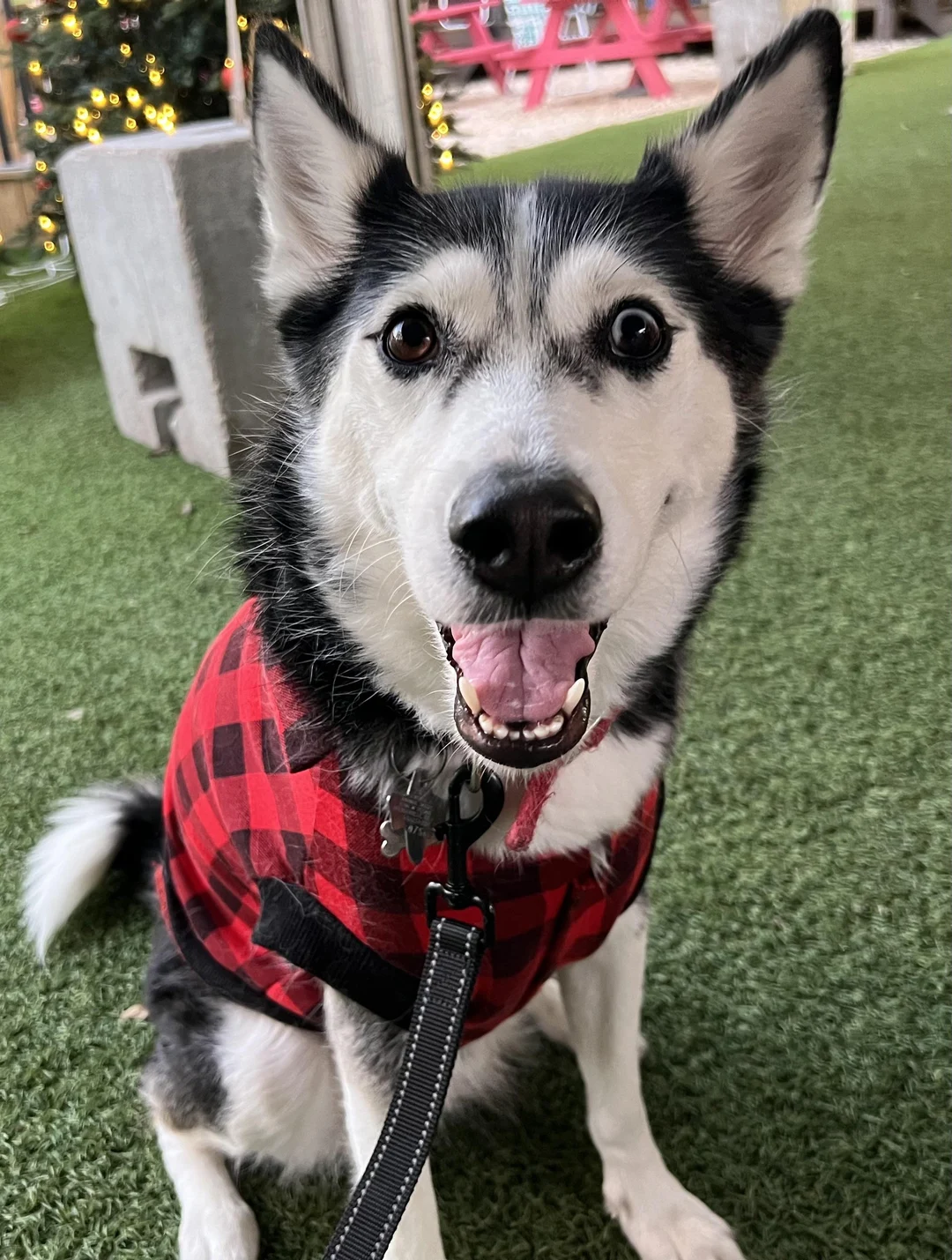 Best worst dogs ever | Scrolller