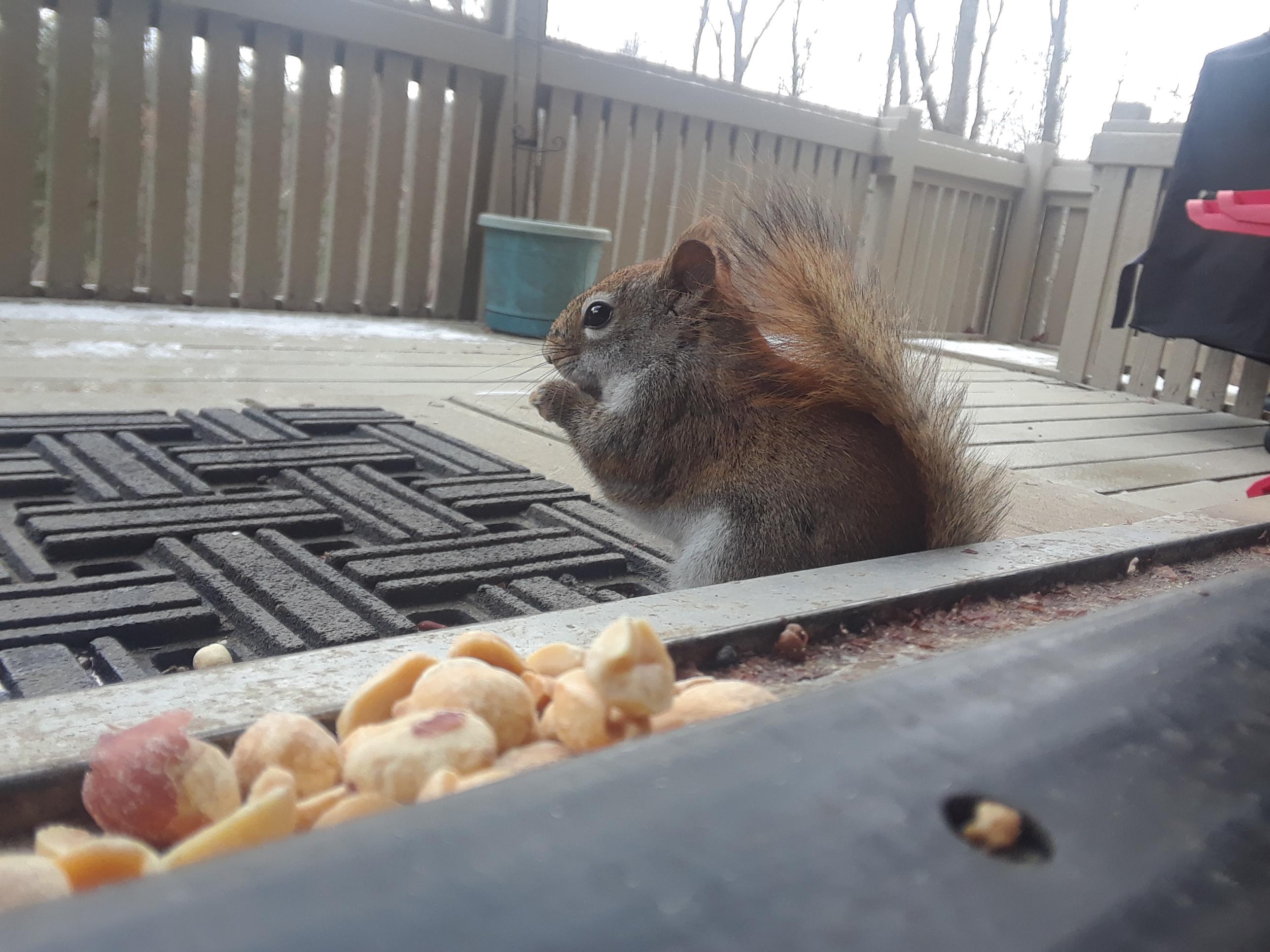 Squirrel! | Scrolller