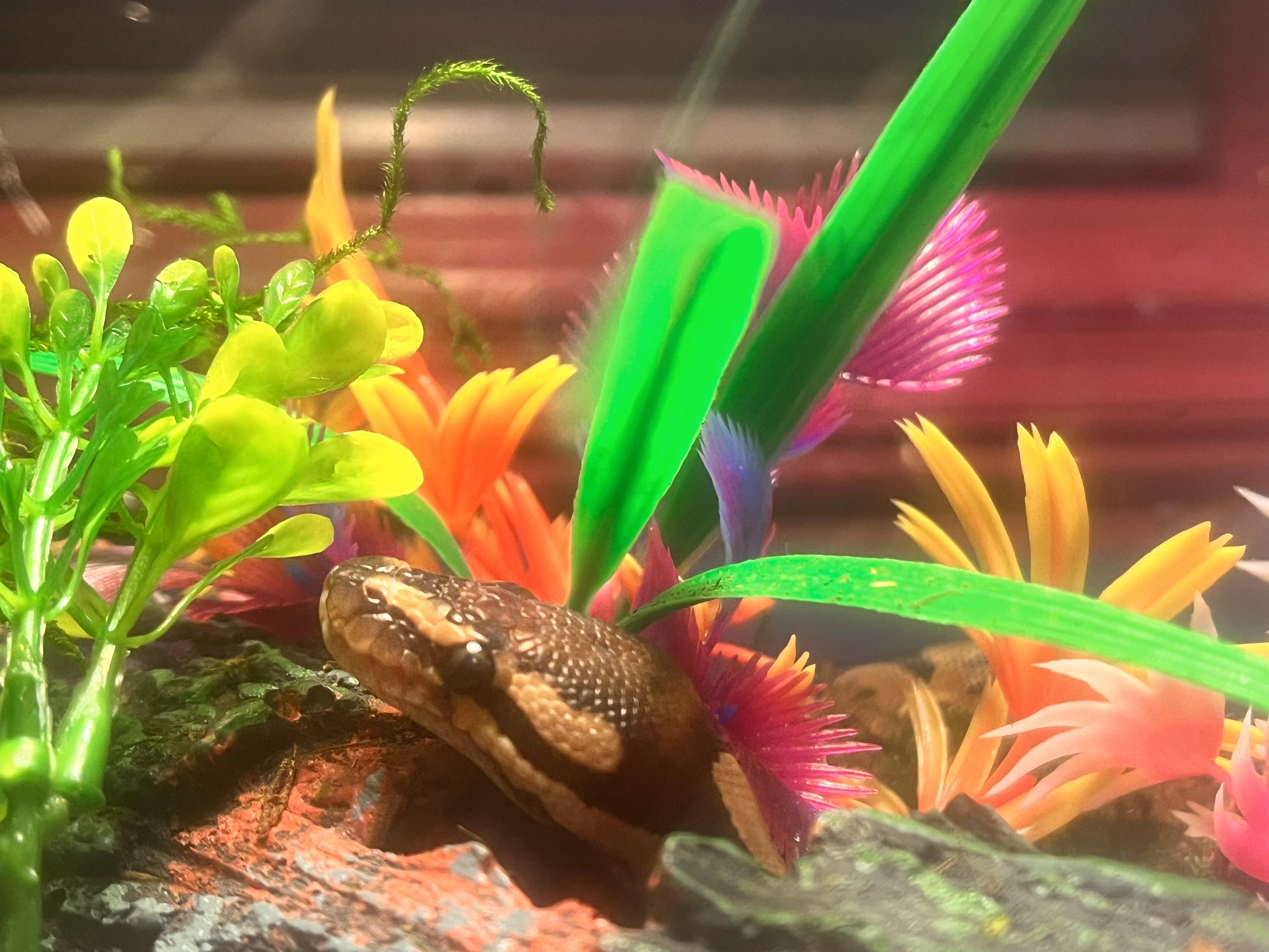 Discover more like Ballpython: Ropes do scopes! and Related Content | Scrolller