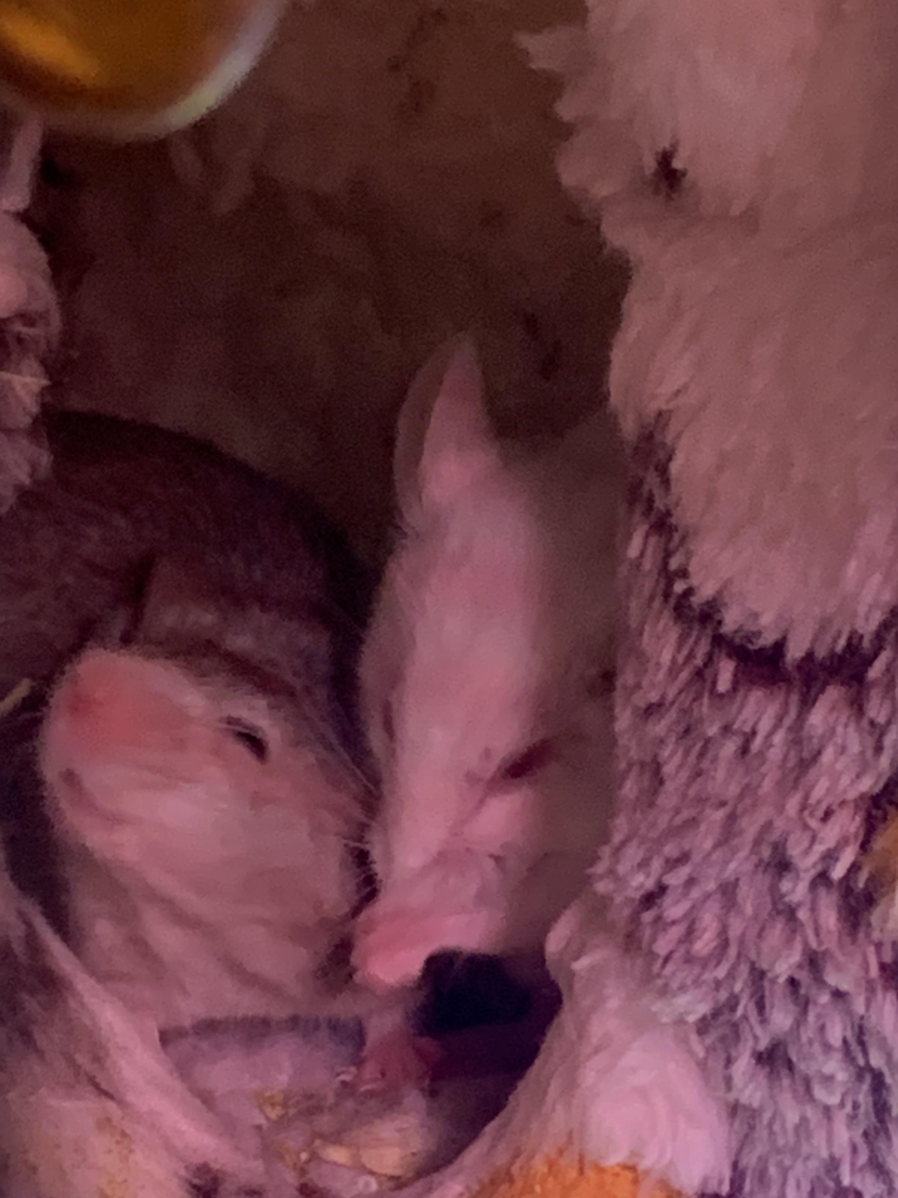 What are they plotting? | Scrolller