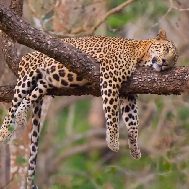 Leopard dozing off after a big meal | Scrolller