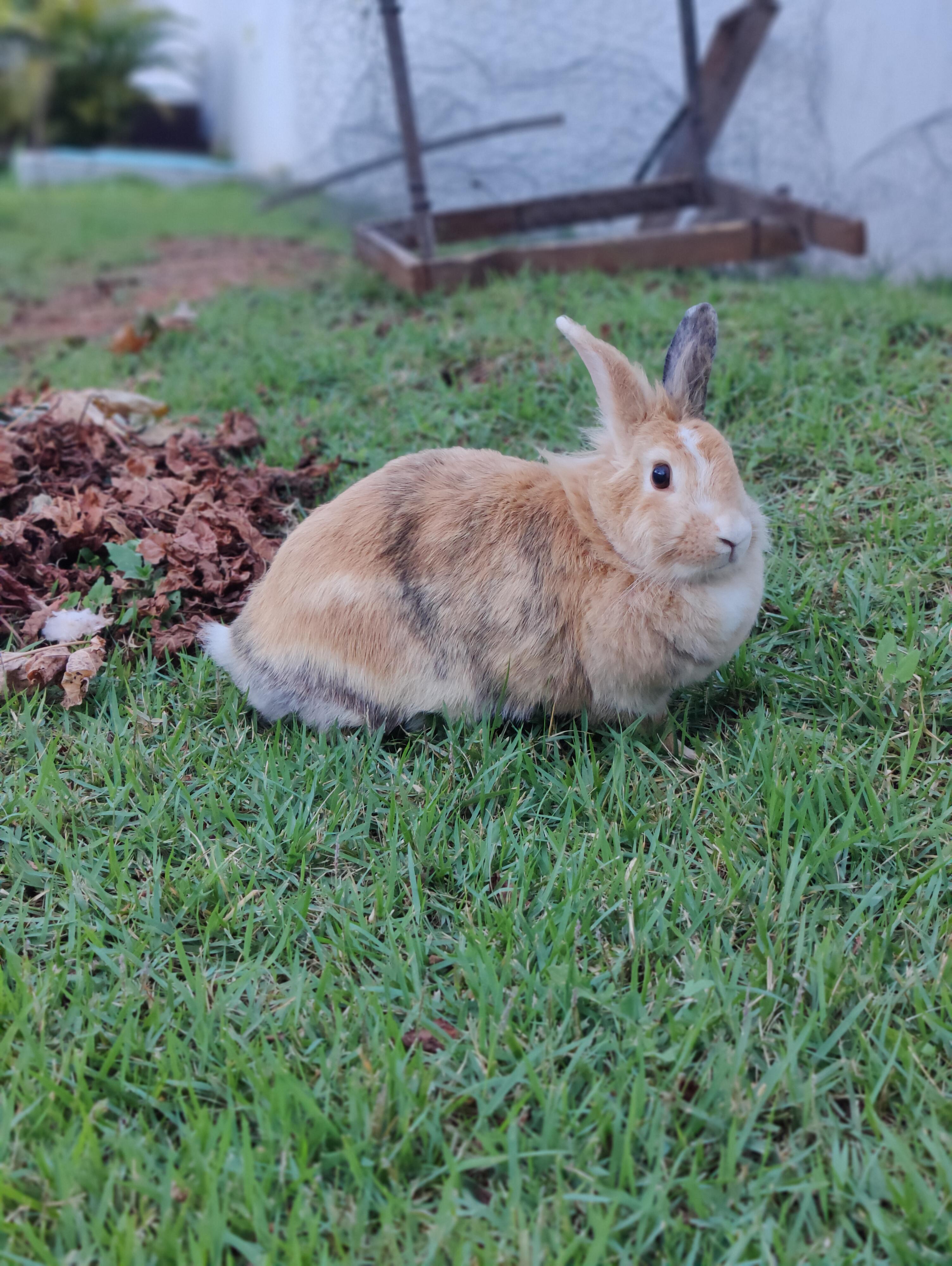 Discover more like Rabbits: Successful bonding and Related Content | Scrolller