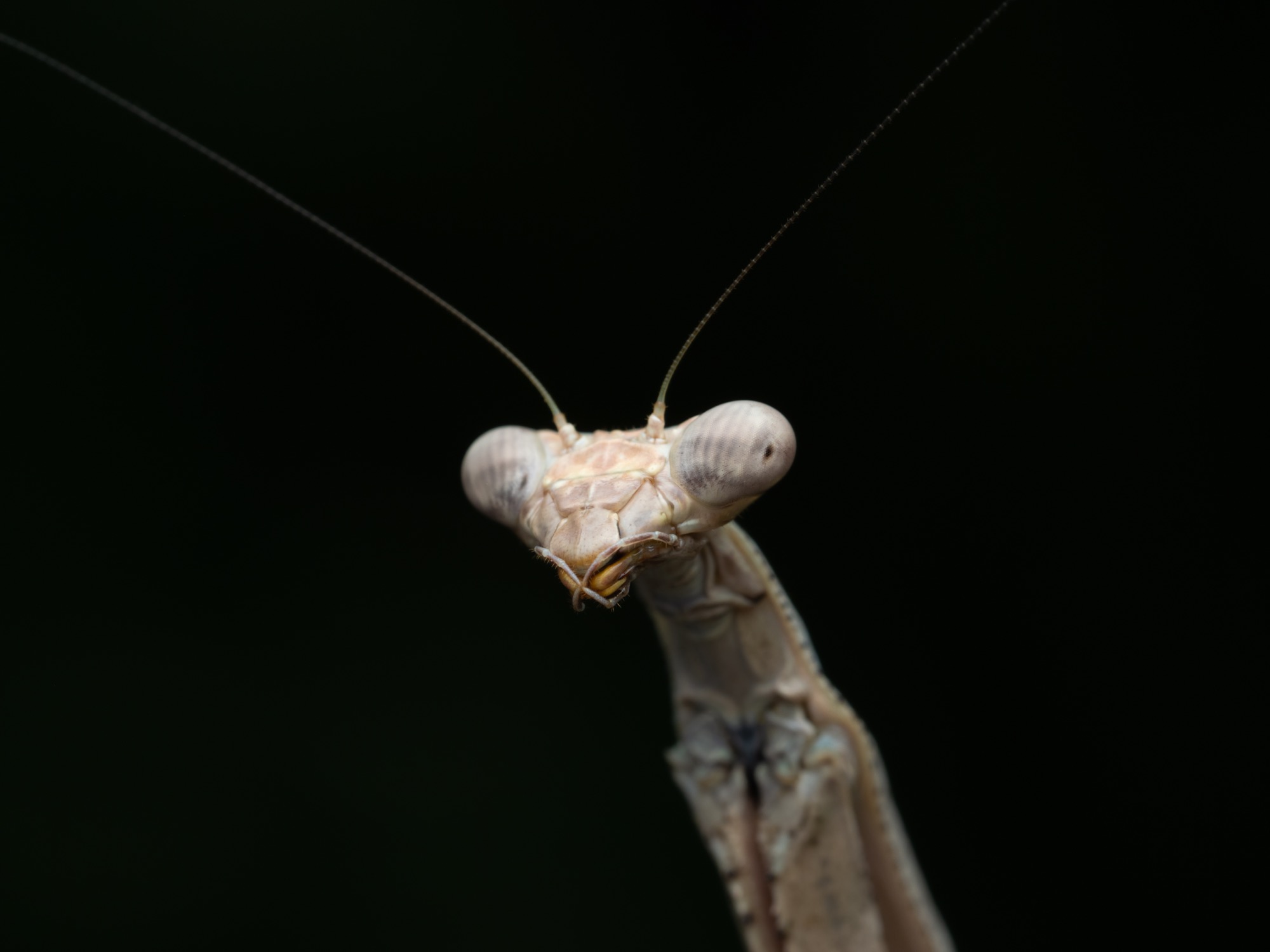 Praying Mantis | Scrolller