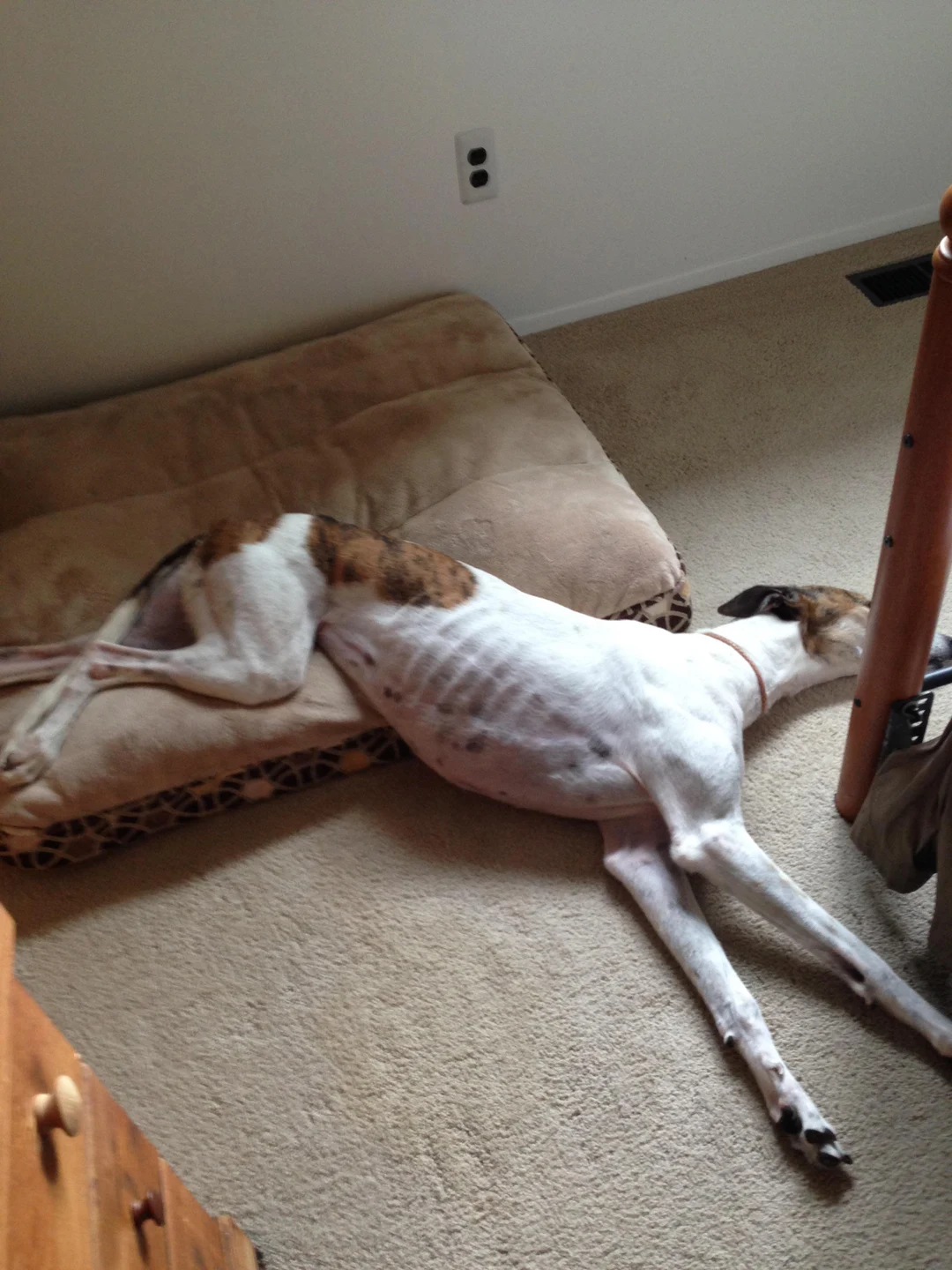 Discover more like Greyhounds: Bed Fail and Related Content | Scrolller
