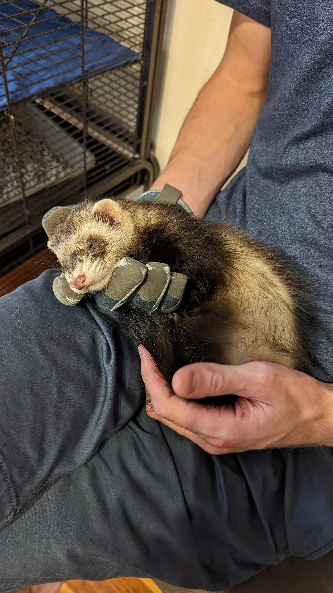 Foster ferret help | Scrolller