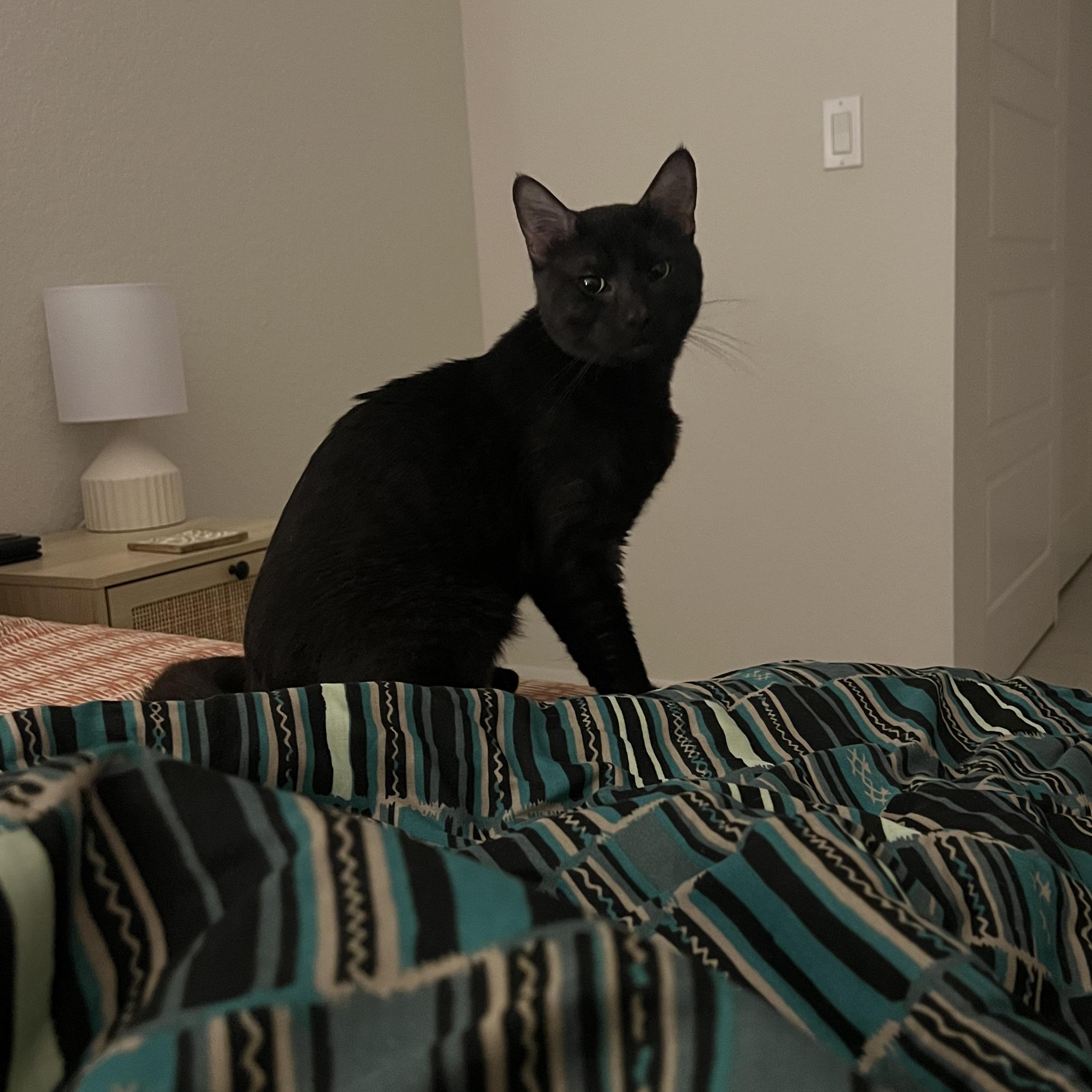 Finally adopted a void 🖤 | Scrolller