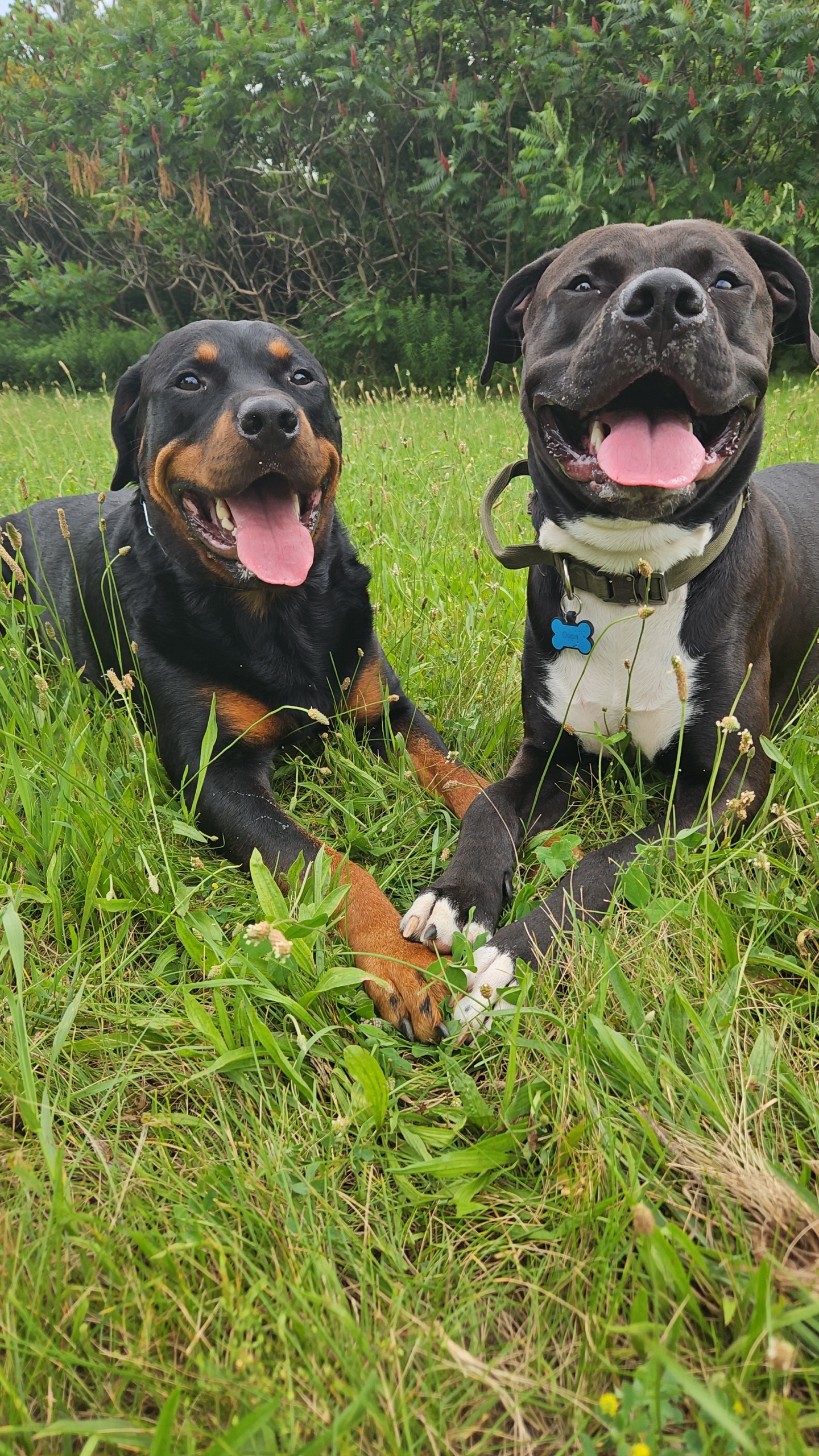 Happy boys holding paws | Scrolller