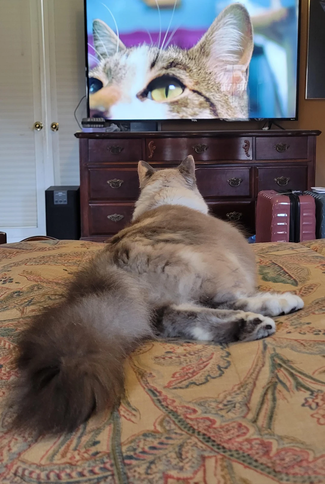 Tail floof | Scrolller