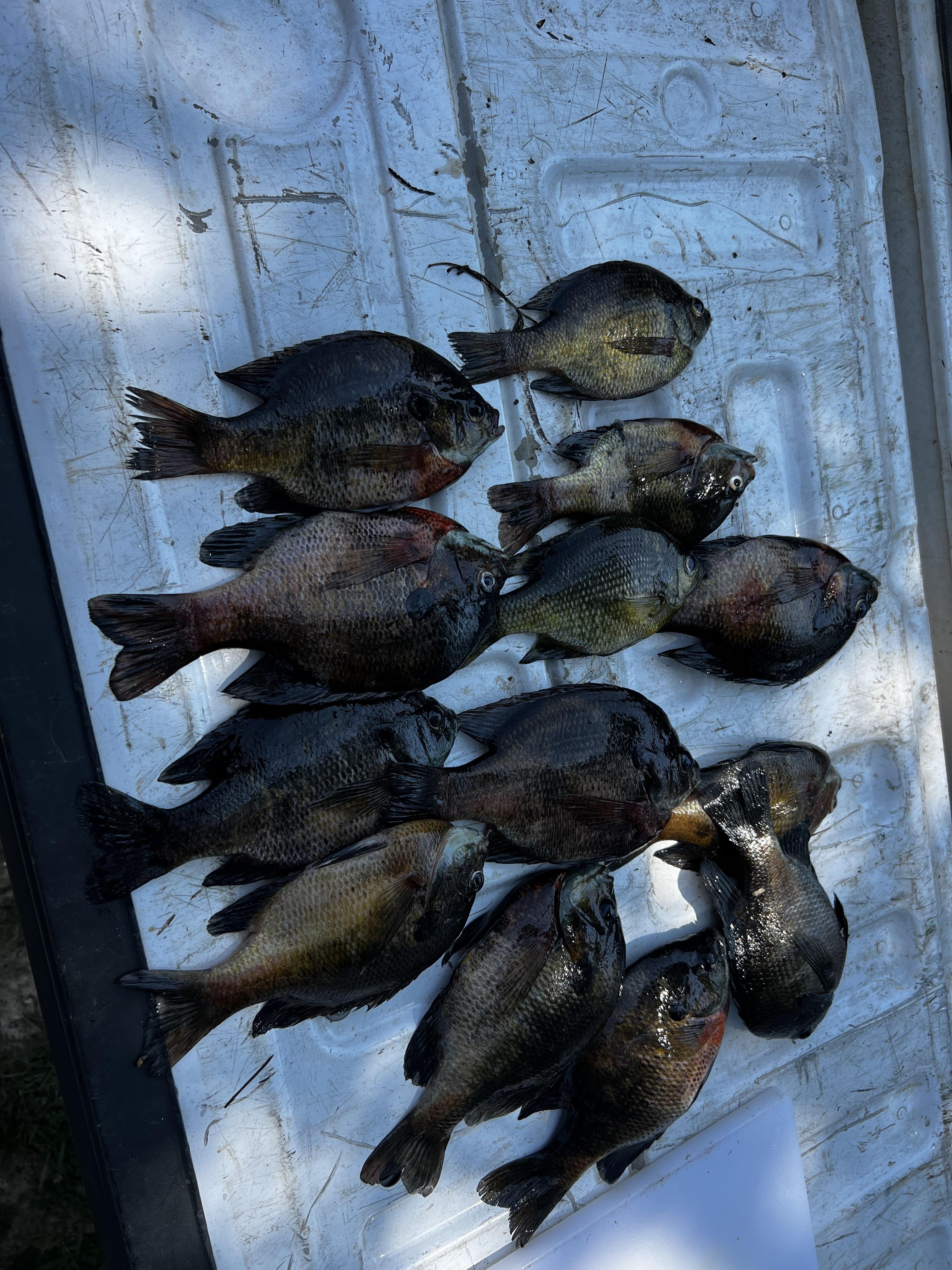 Big bluegill on a fly rod are fun to catch | Scrolller