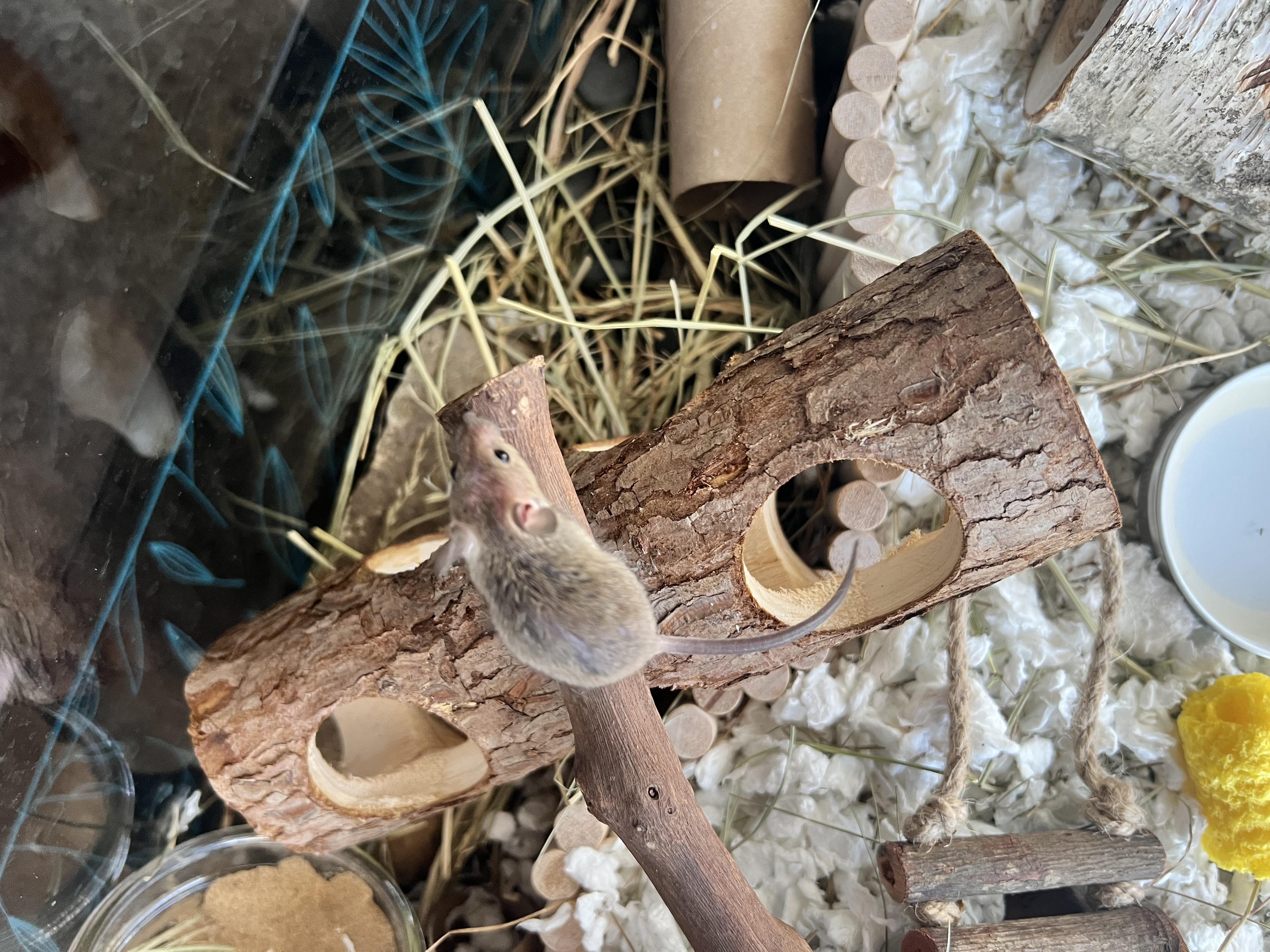 Introduction Tips | Scrolller