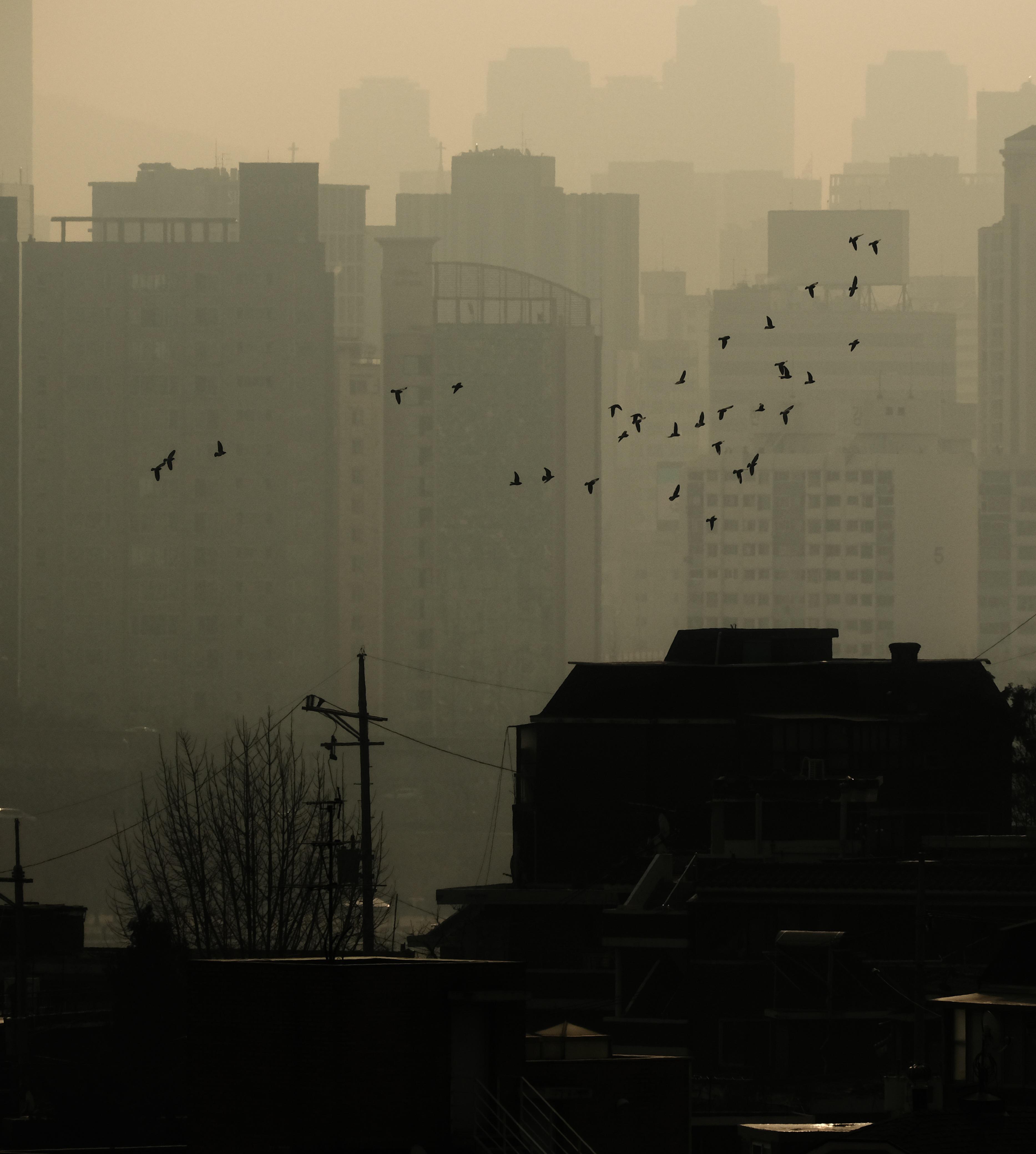 Seoul birds | Scrolller