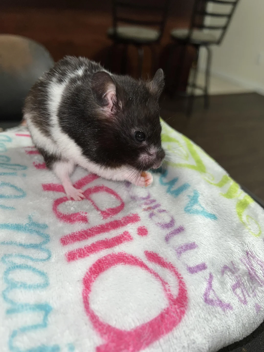 After almost 3 years together Nibbles made her way over the rainbow bridge 🥹🥺 | Scrolller