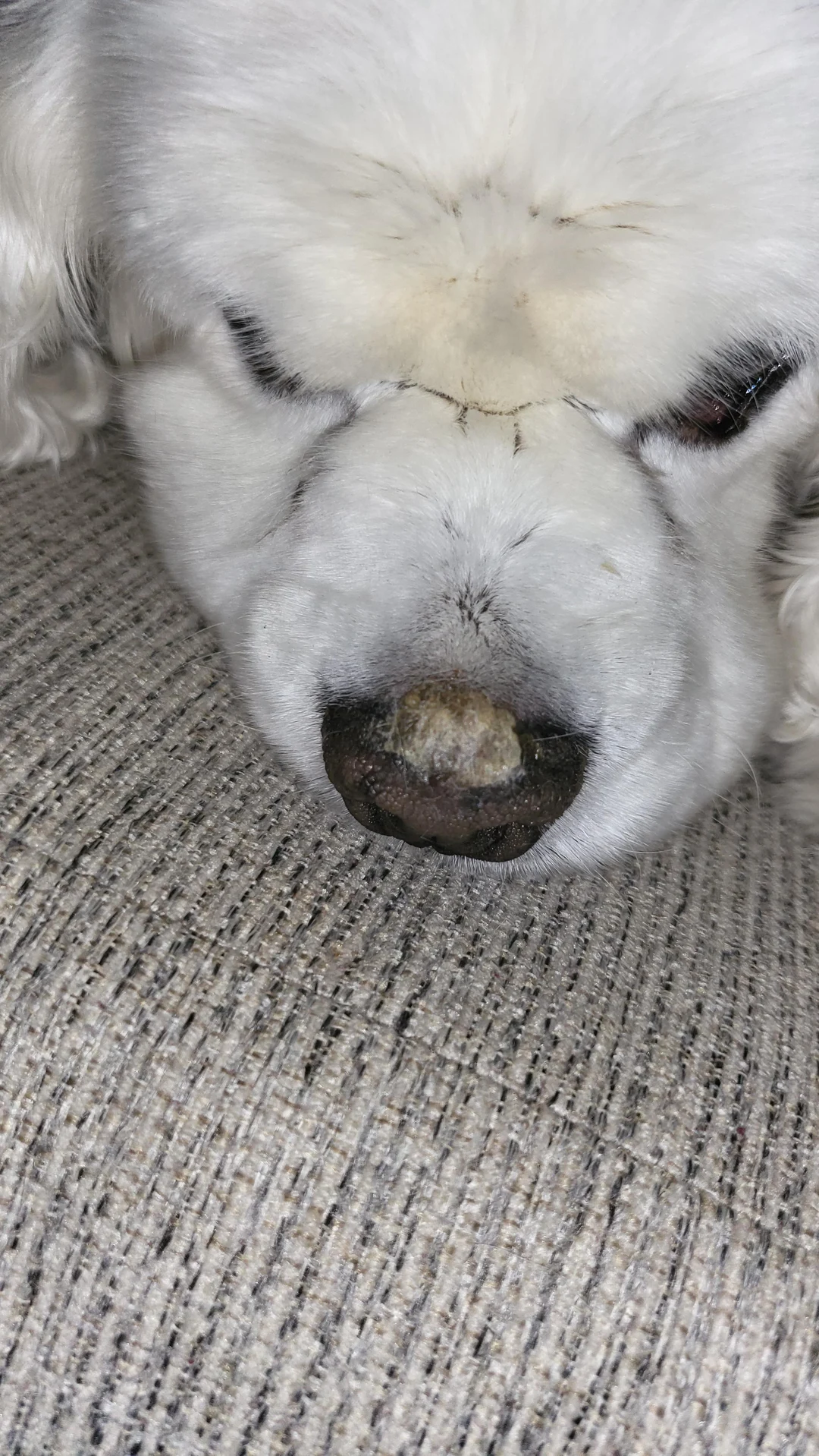 Help in identifying nose issue | Scrolller