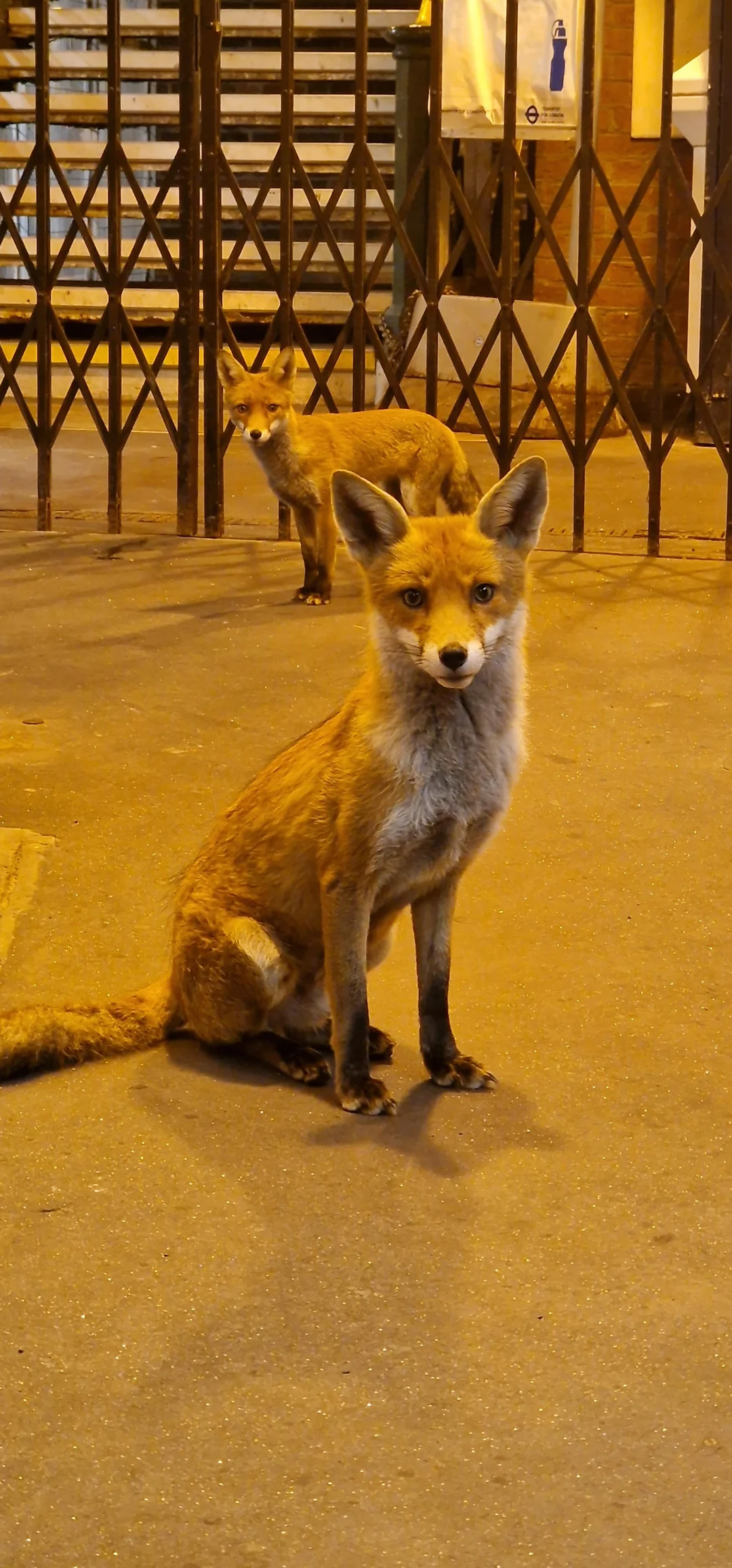 Late night visitors | Scrolller