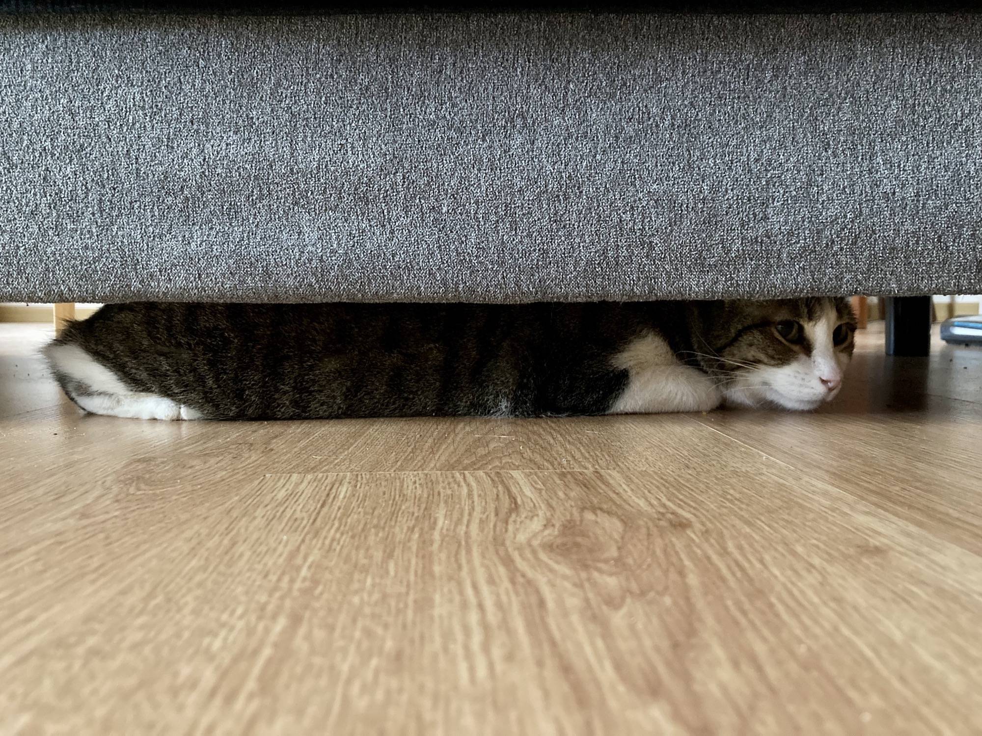 Under the sofa | Scrolller