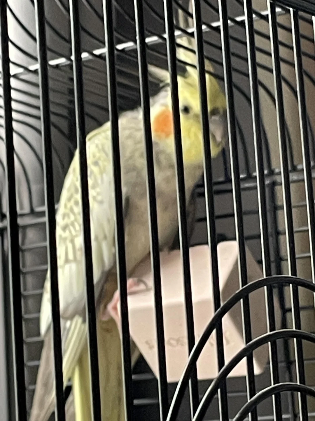 Any idea of the gender of this bird | Scrolller