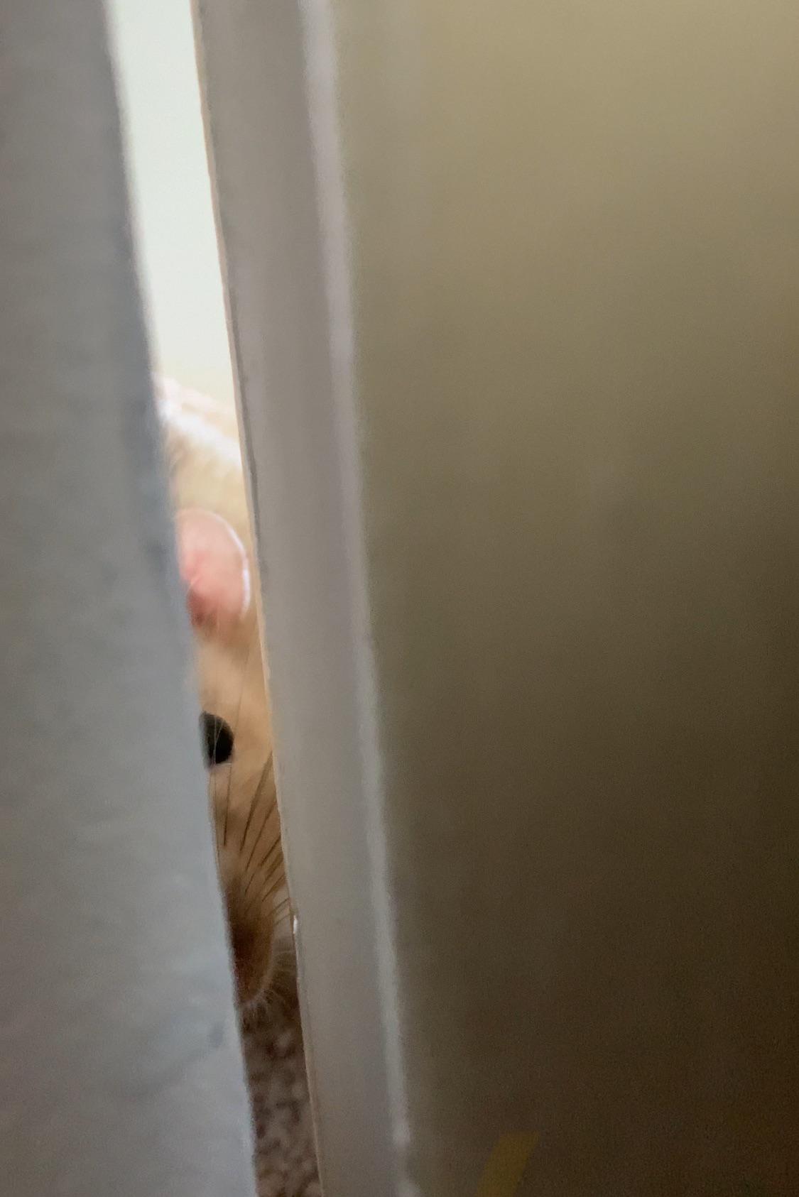 The Shining (2024) | Scrolller