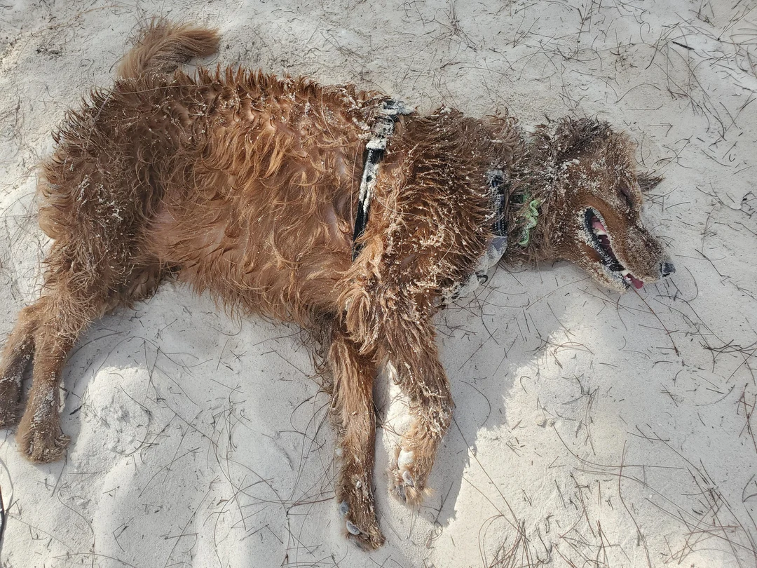 Drying off on the beach | Scrolller